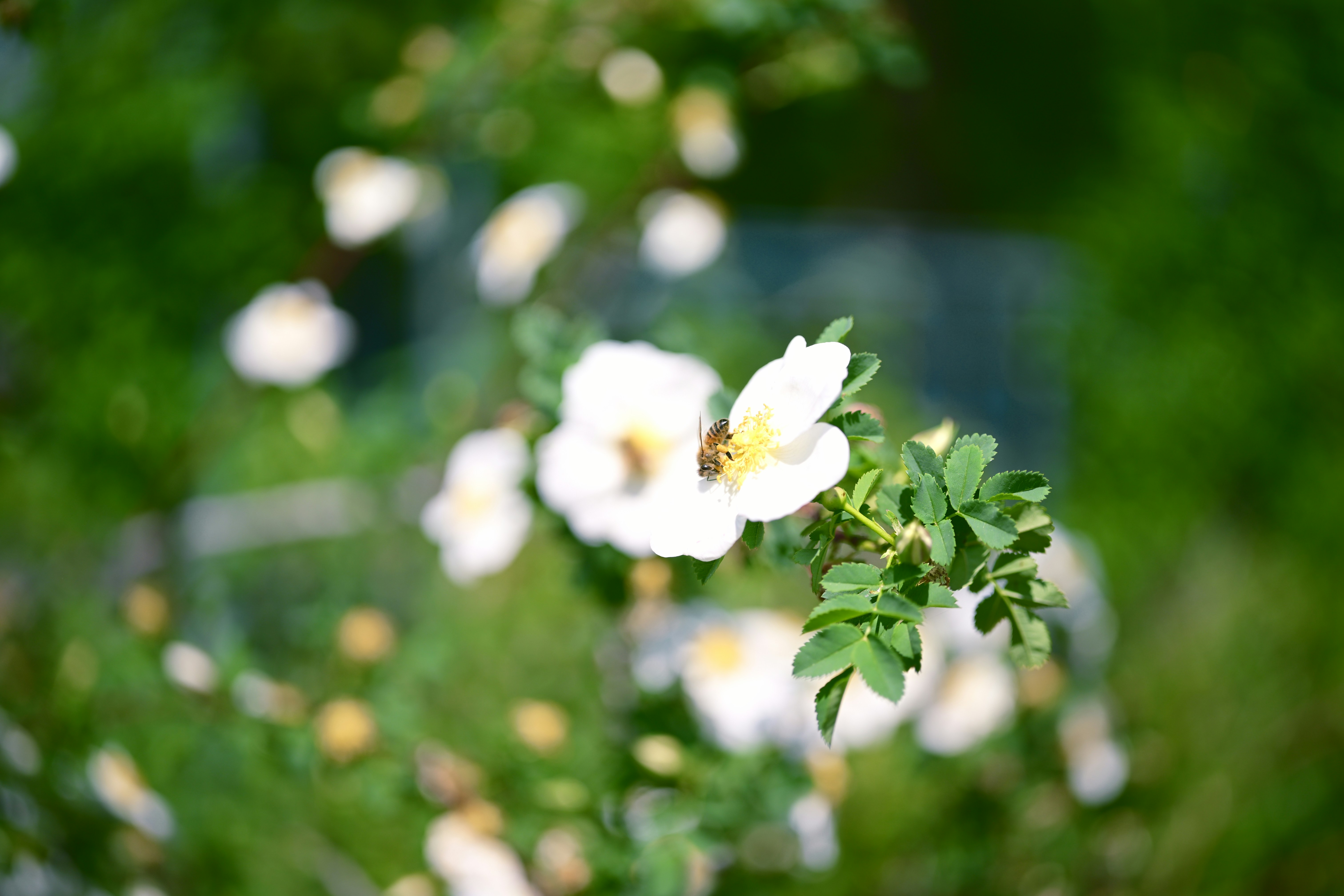 Bloom in Focus: White Rose Against a Verdant Blur