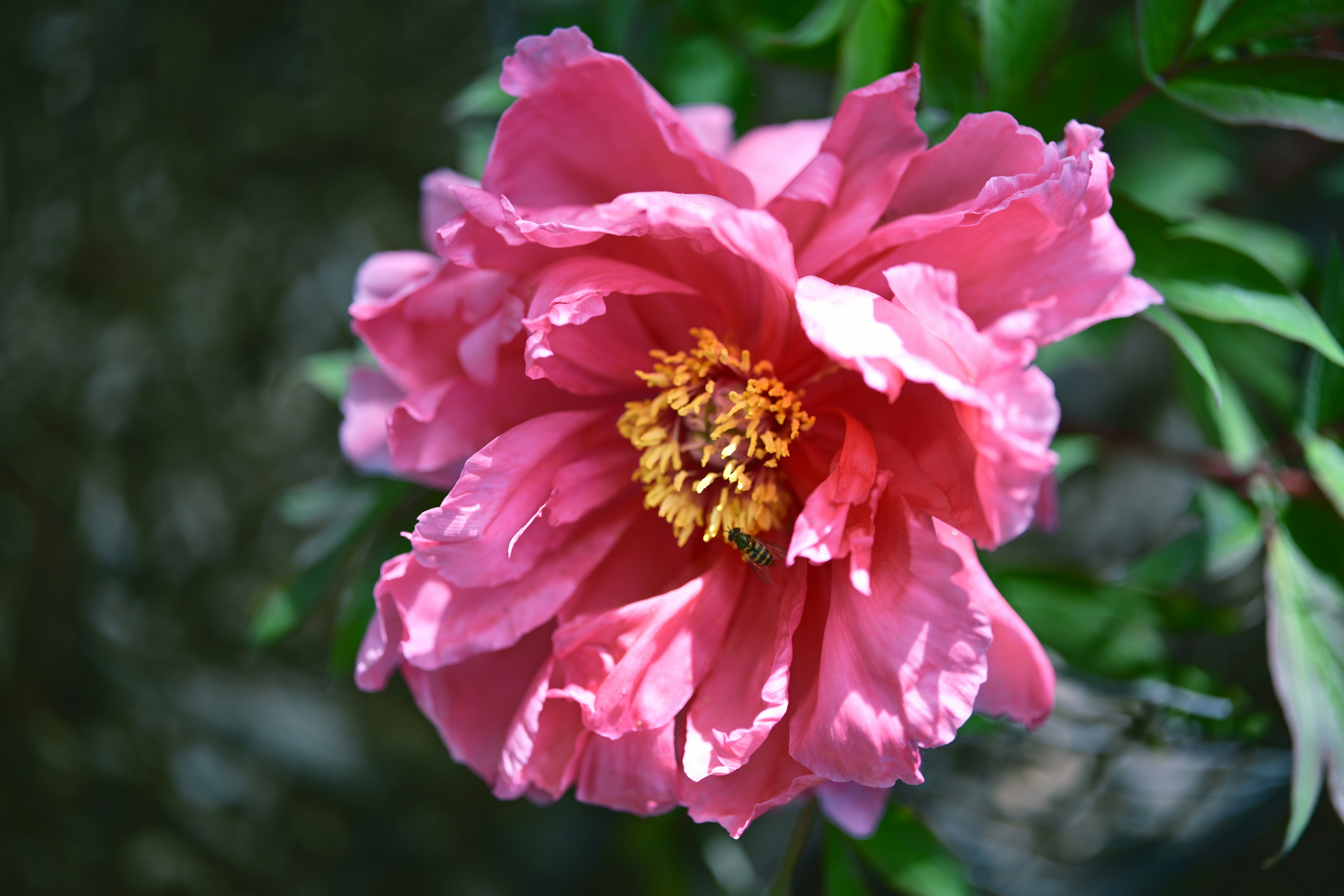 Pink Peony in Focus: A Burst of Petals and Golden Center