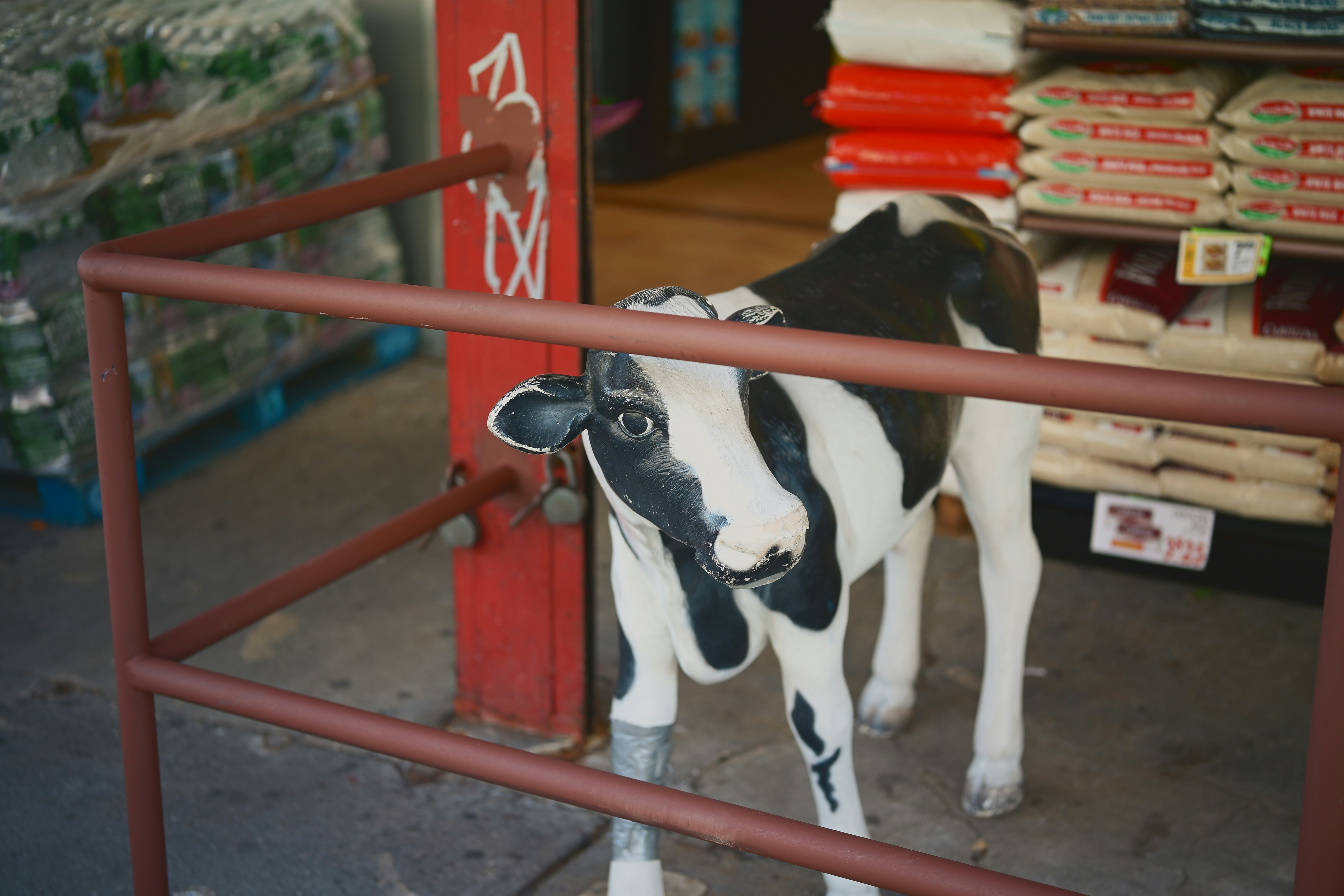 Curious Holstein Behind Rusty Rails at the Market Entrance
