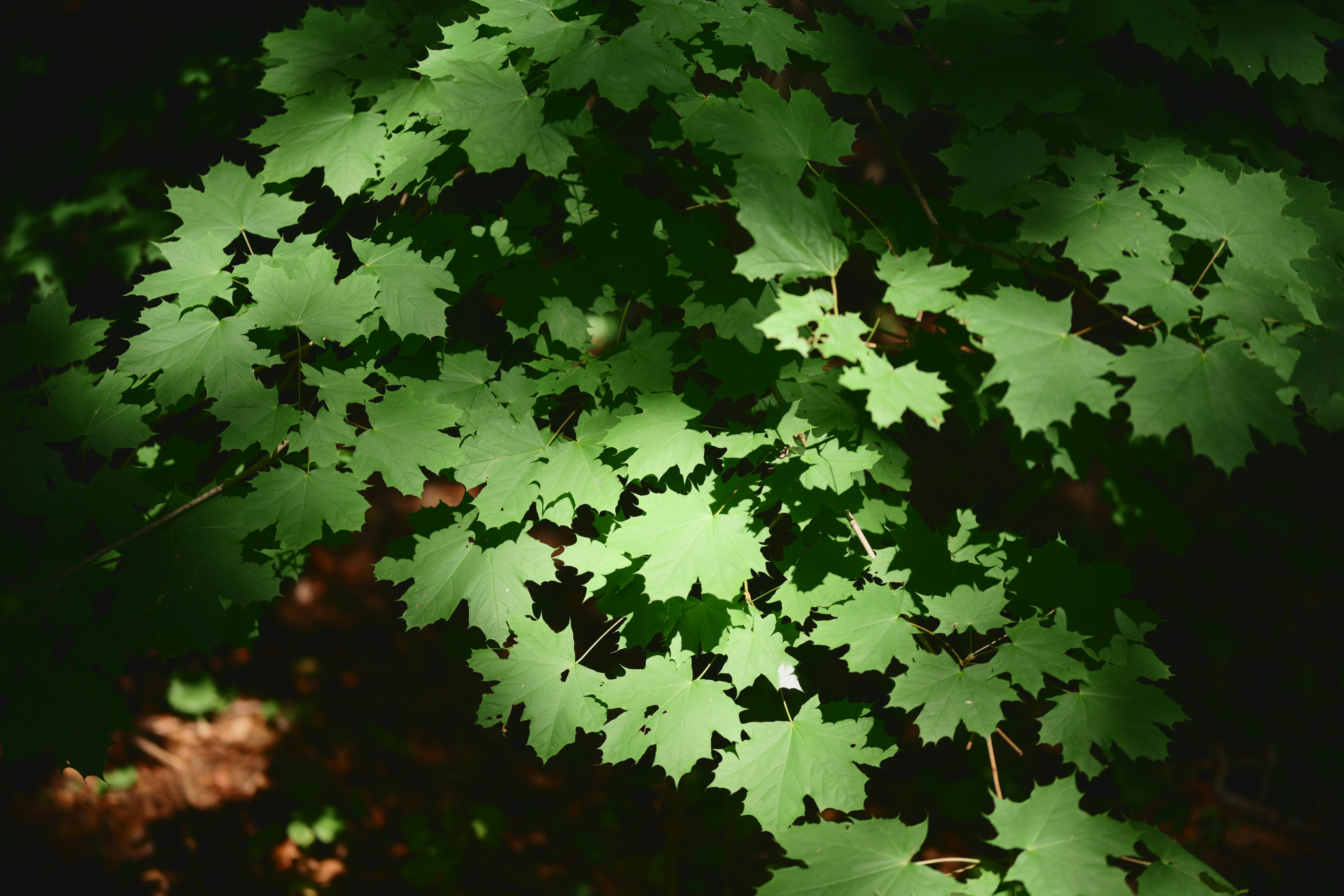 Green leaves illuminated by sunlight against a dark background.