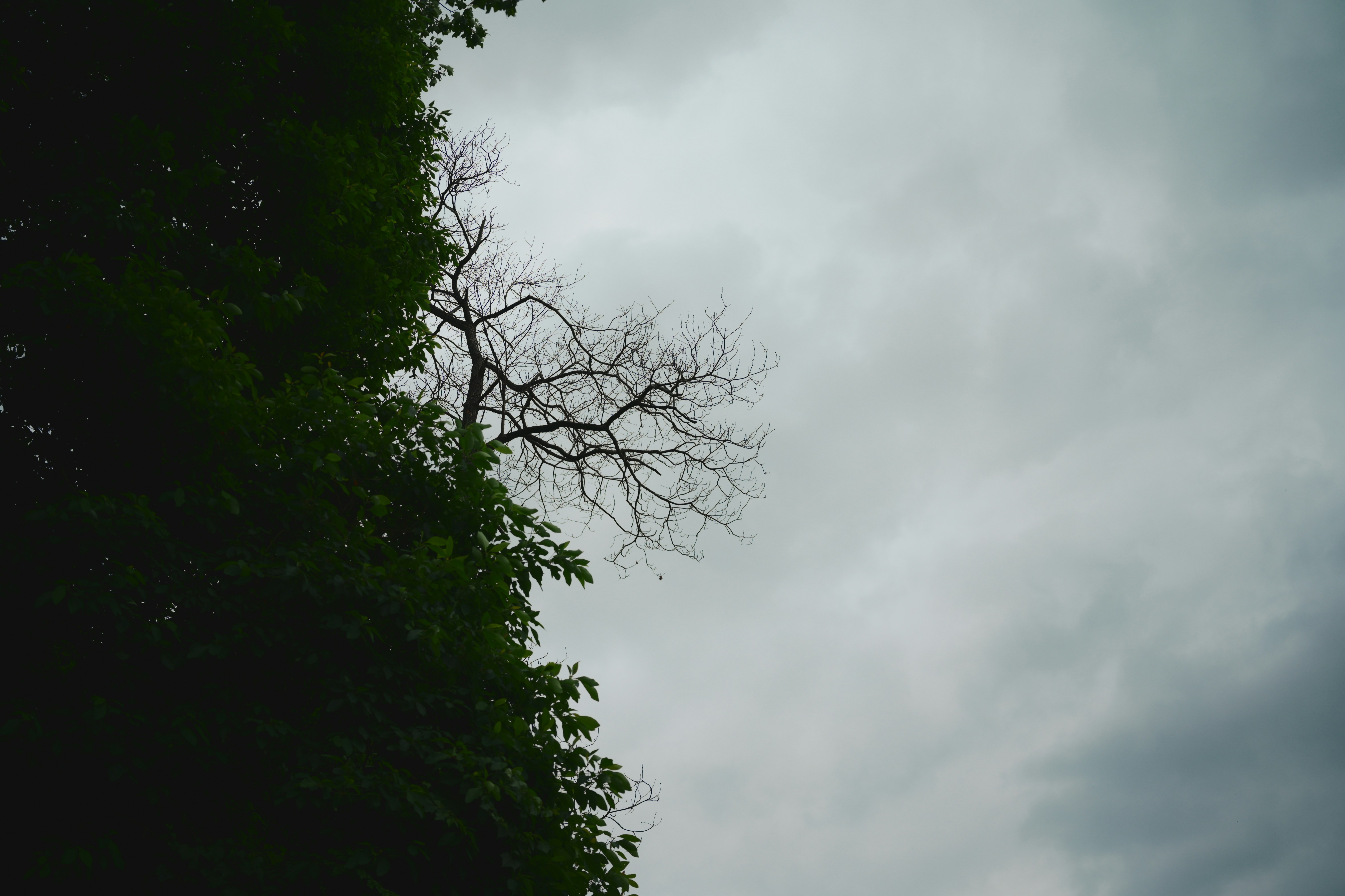 Dark foliage and bare tree branch against a cloudy sky.