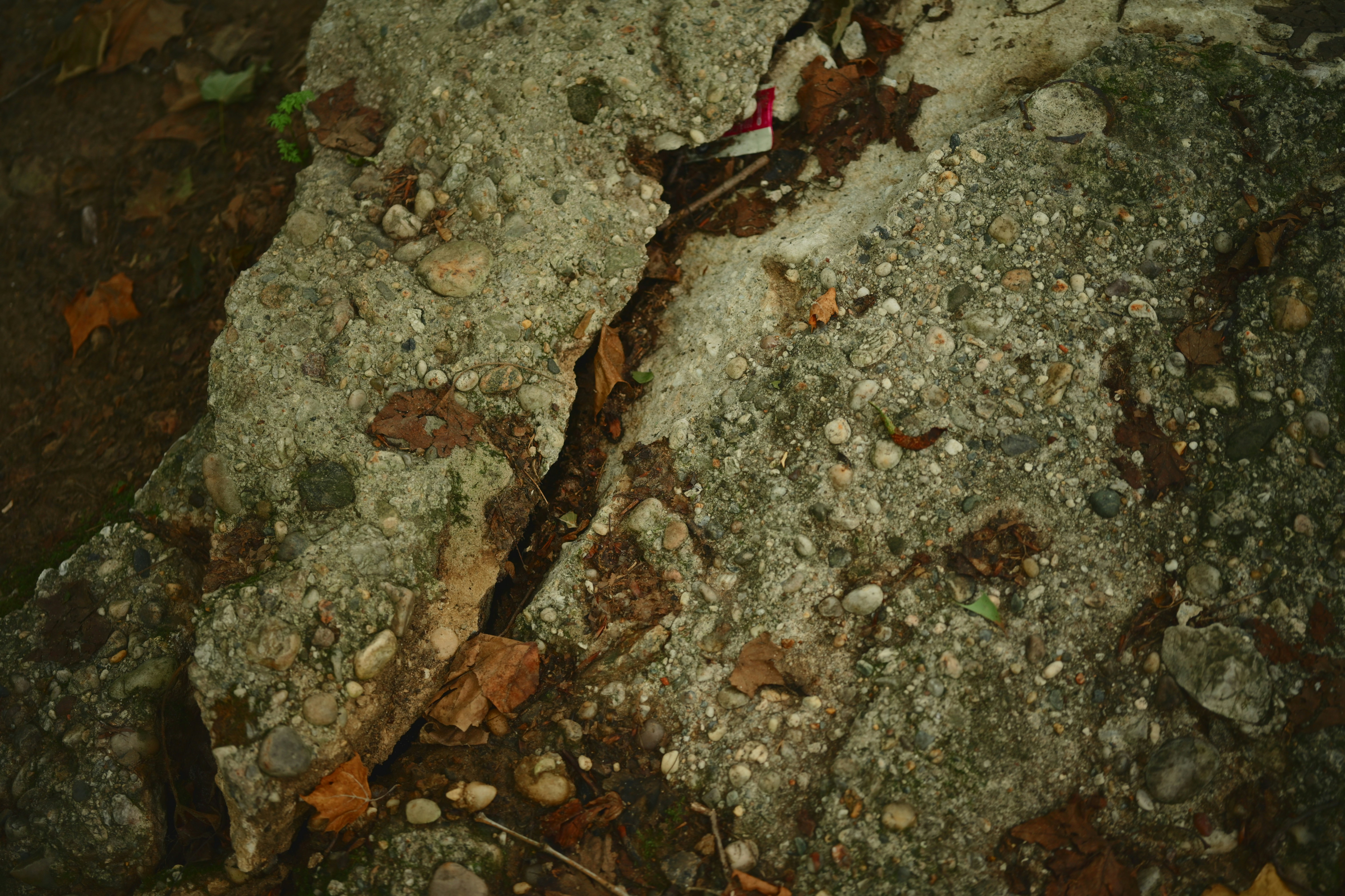 Cracked Limestone Pathways in Shaded Forest Floor