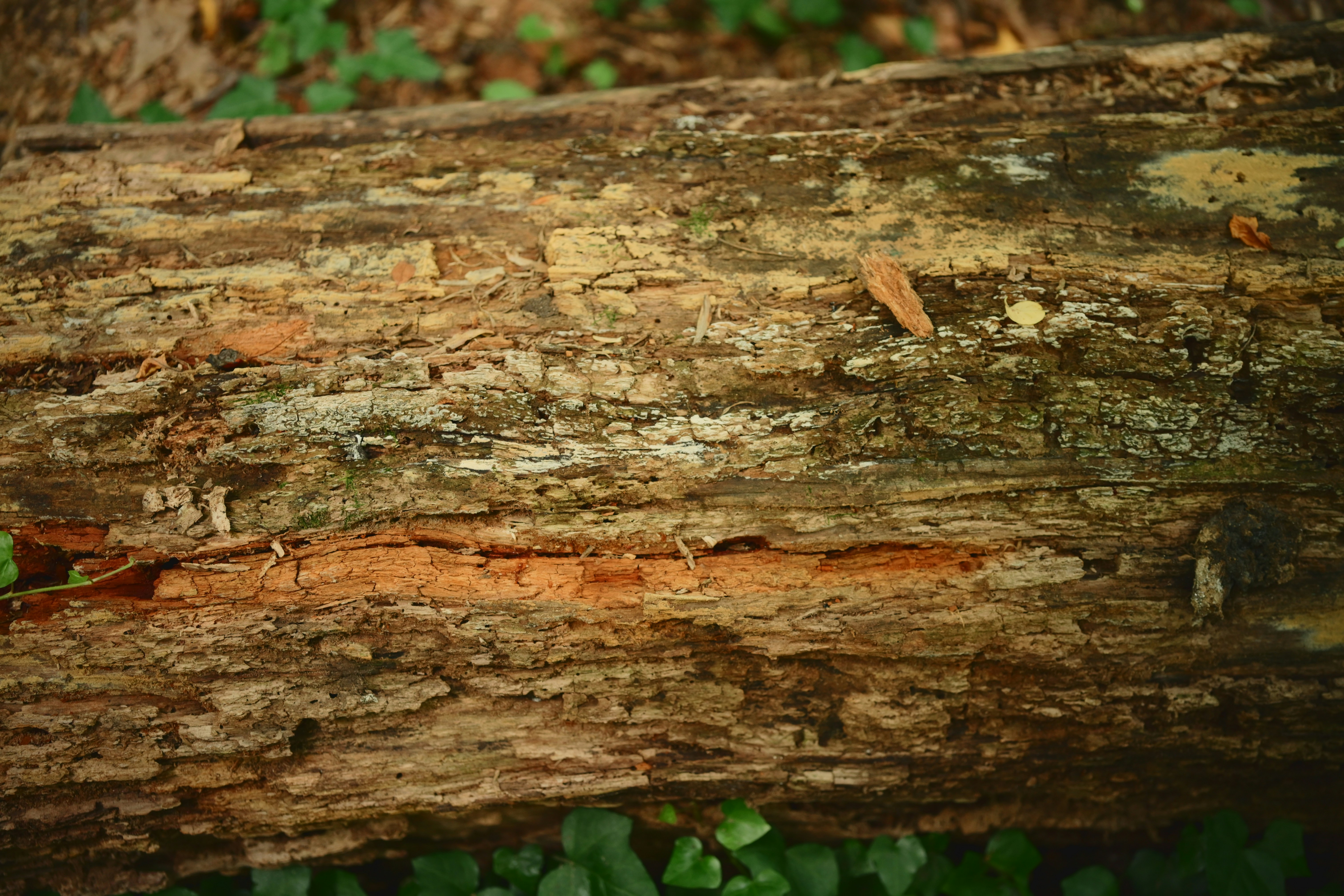Weathered Log Ridge: Bark Texture and Moss in Dappled Light