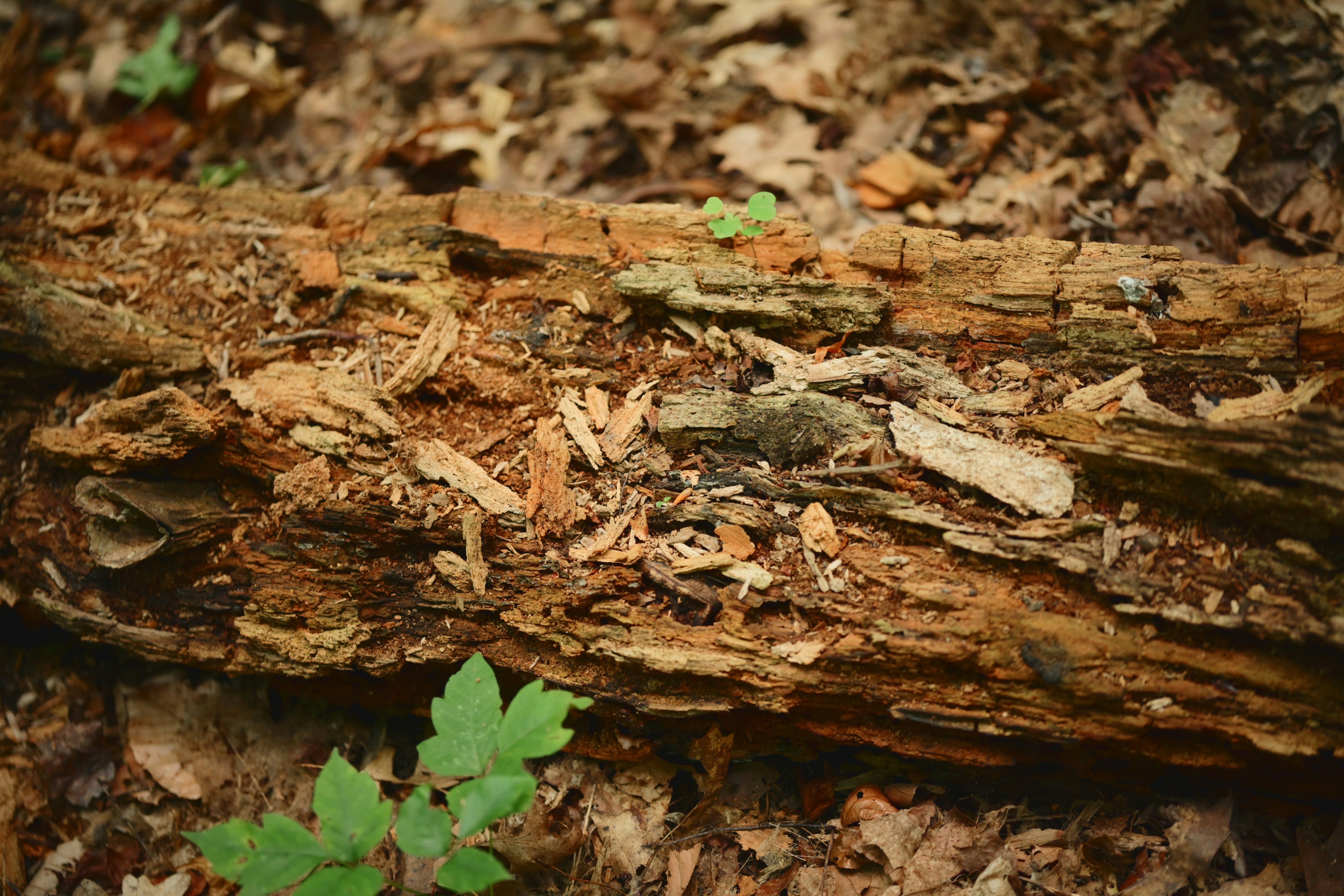Rough-hewn Log Recounting a Forest Floor