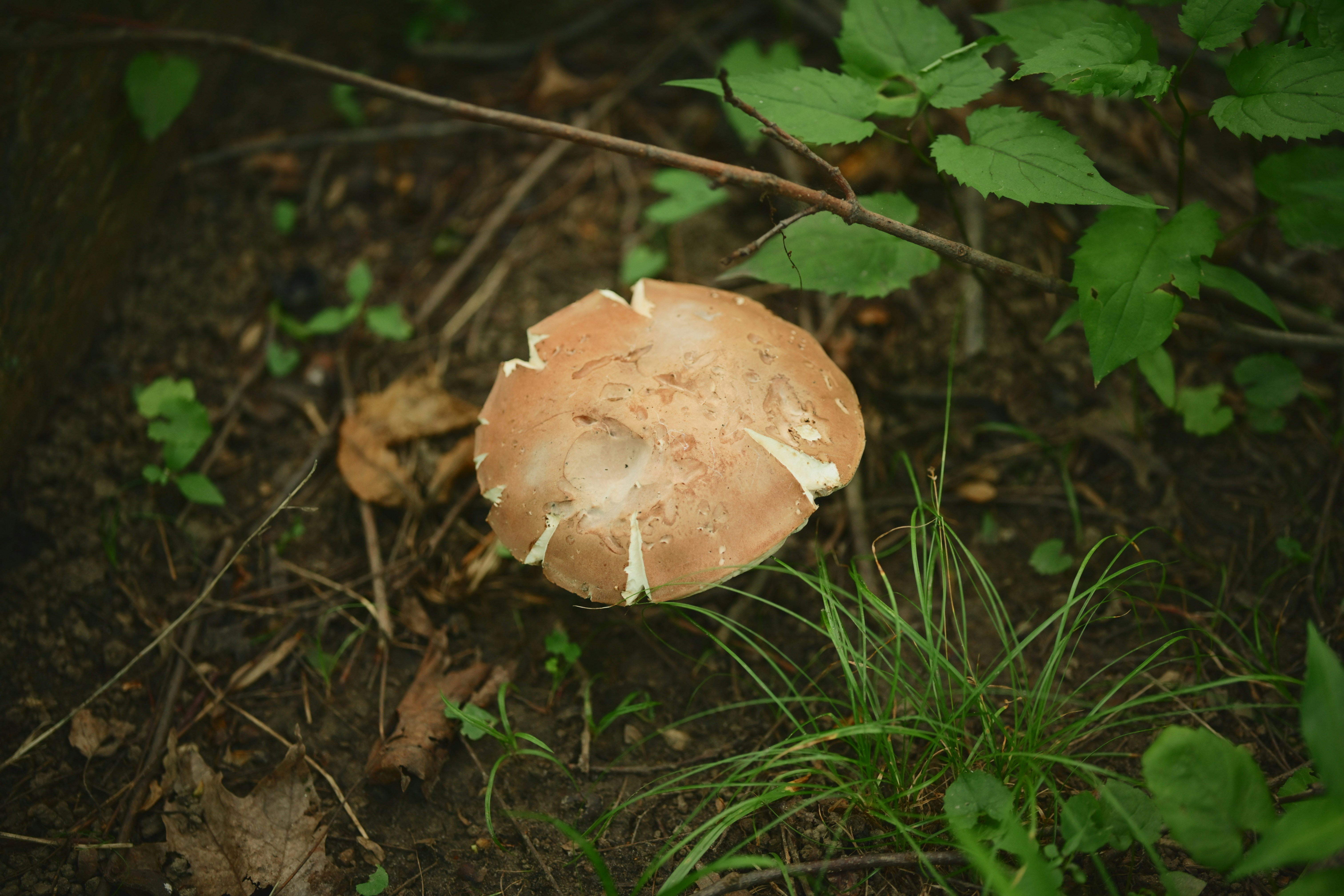 Mushroom Bloom Amid Forest Floor Fragments