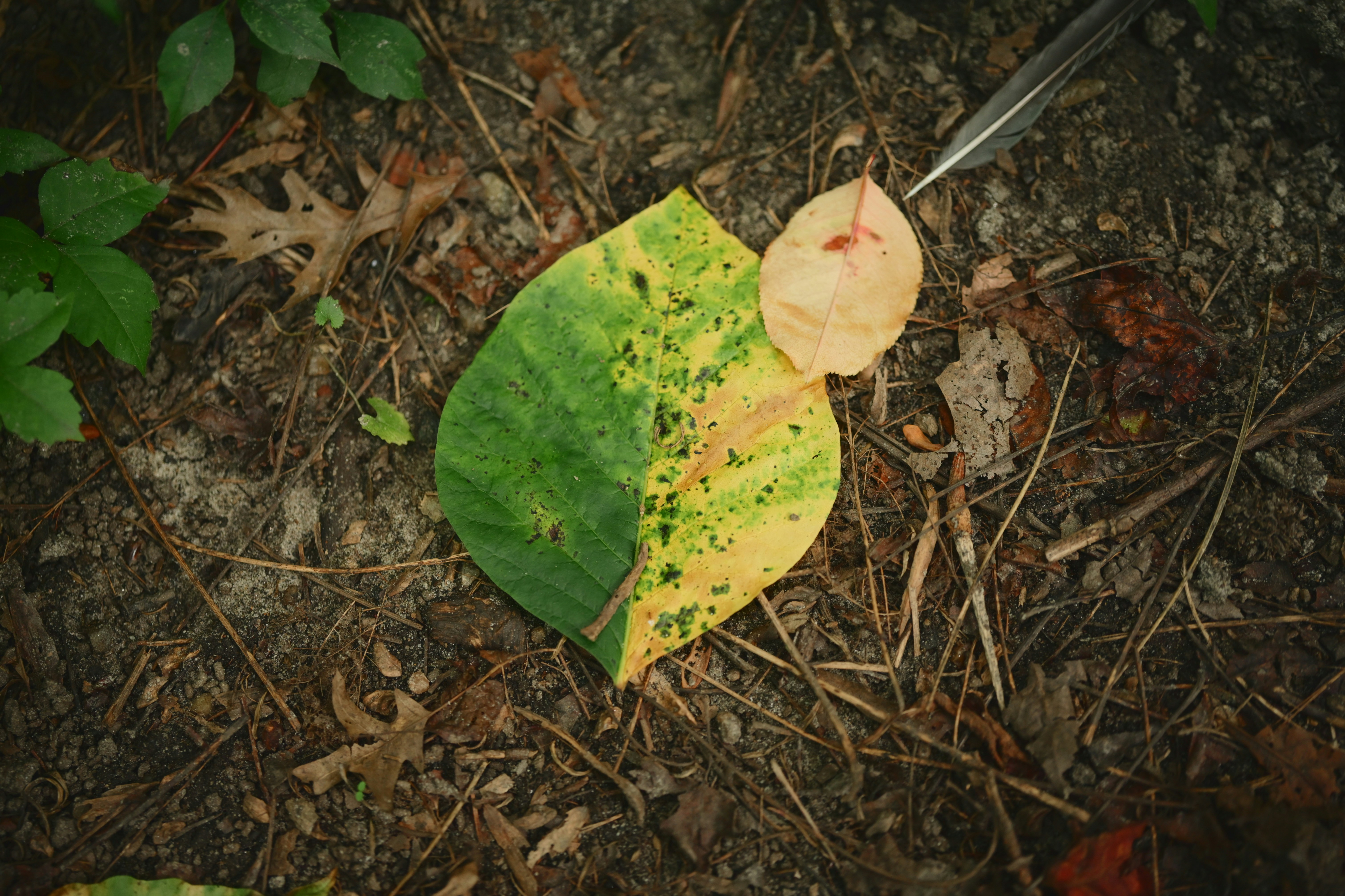 Leaf Duo on Forest Floor: A Wedge of Color Amid Soil and Pine