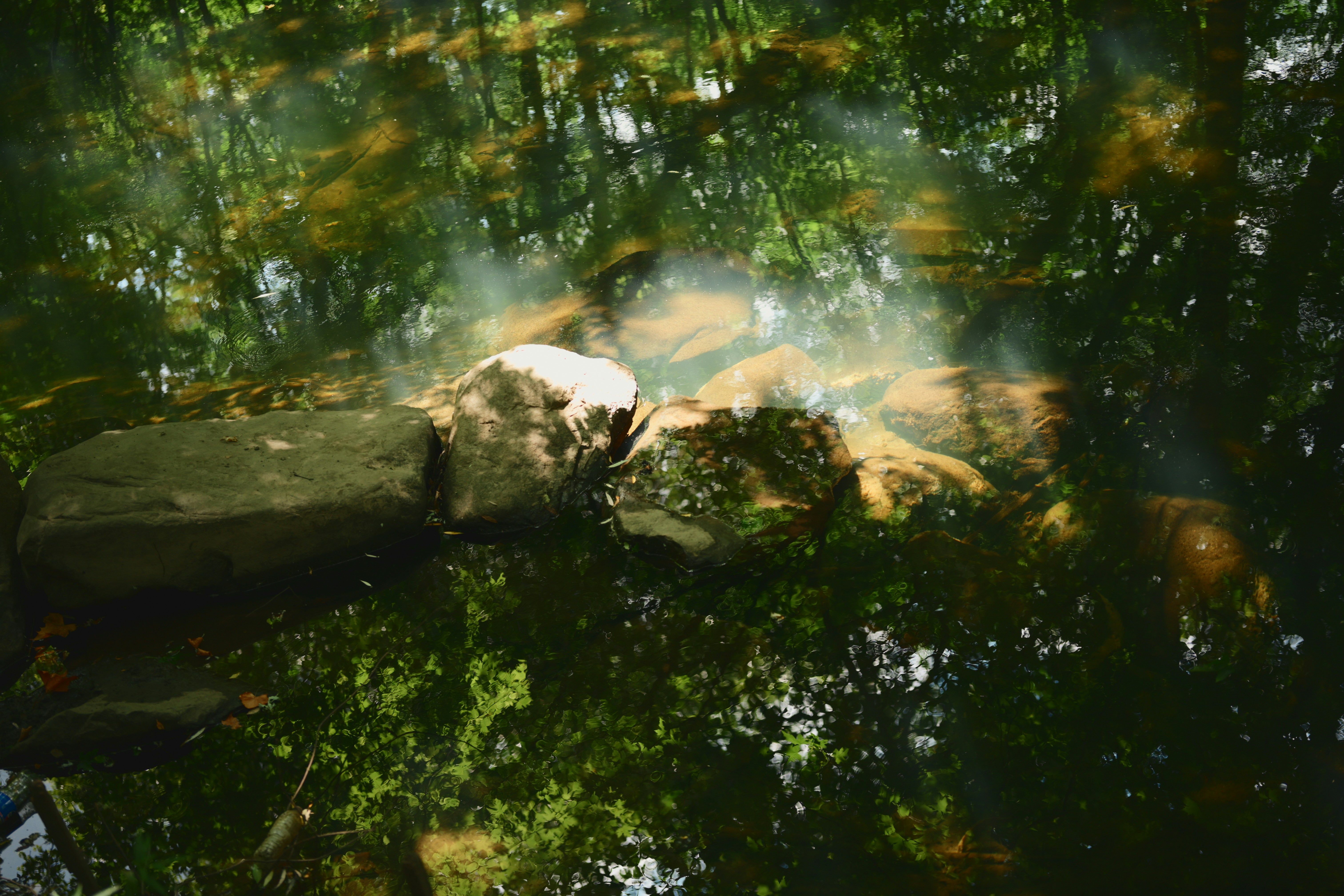 Reflections of a Hidden Fire and Forest