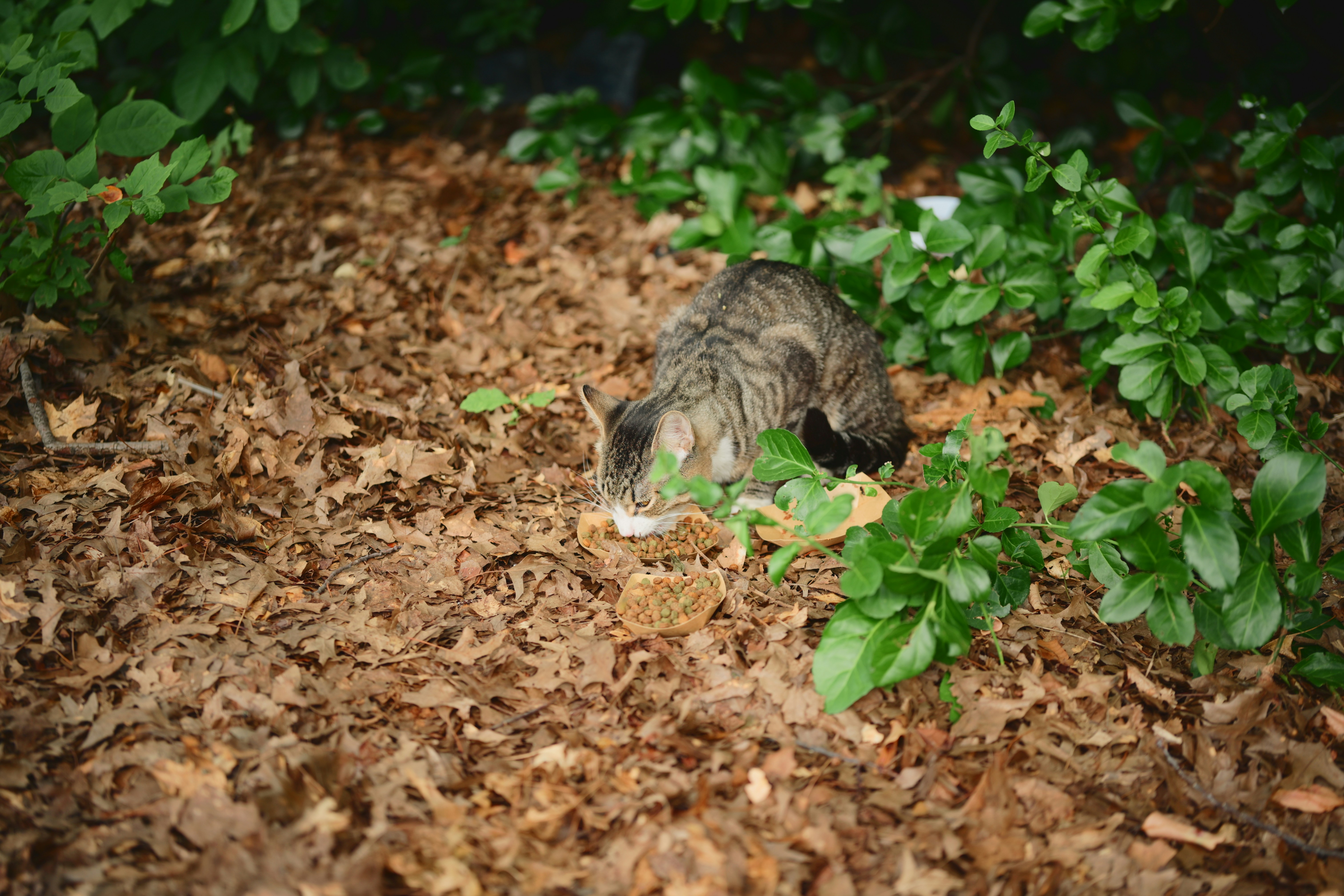 Hidden Forest Cat: A Quiet Pause Among Fallen Leaves