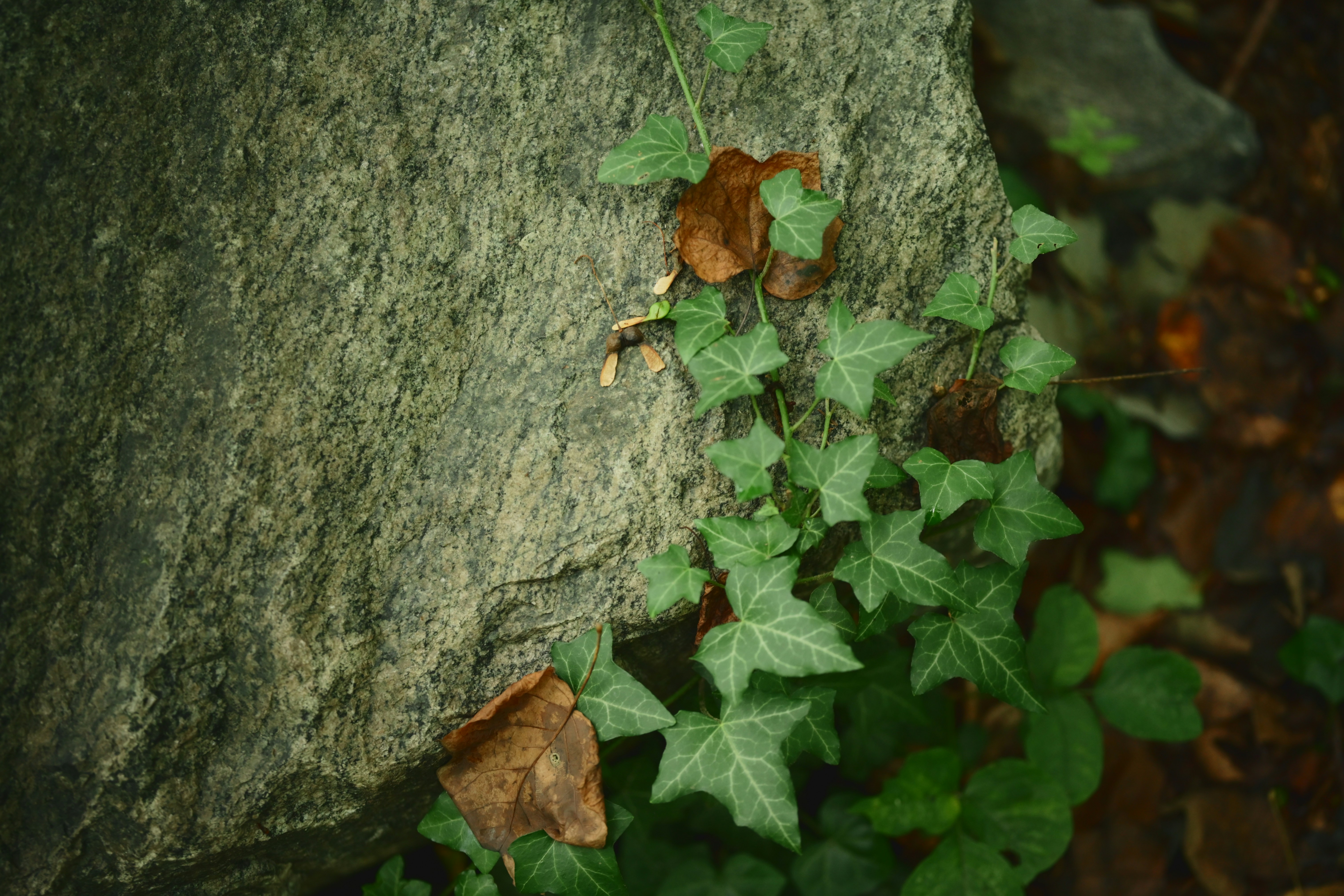 Ivy Clings to a Granite Vein