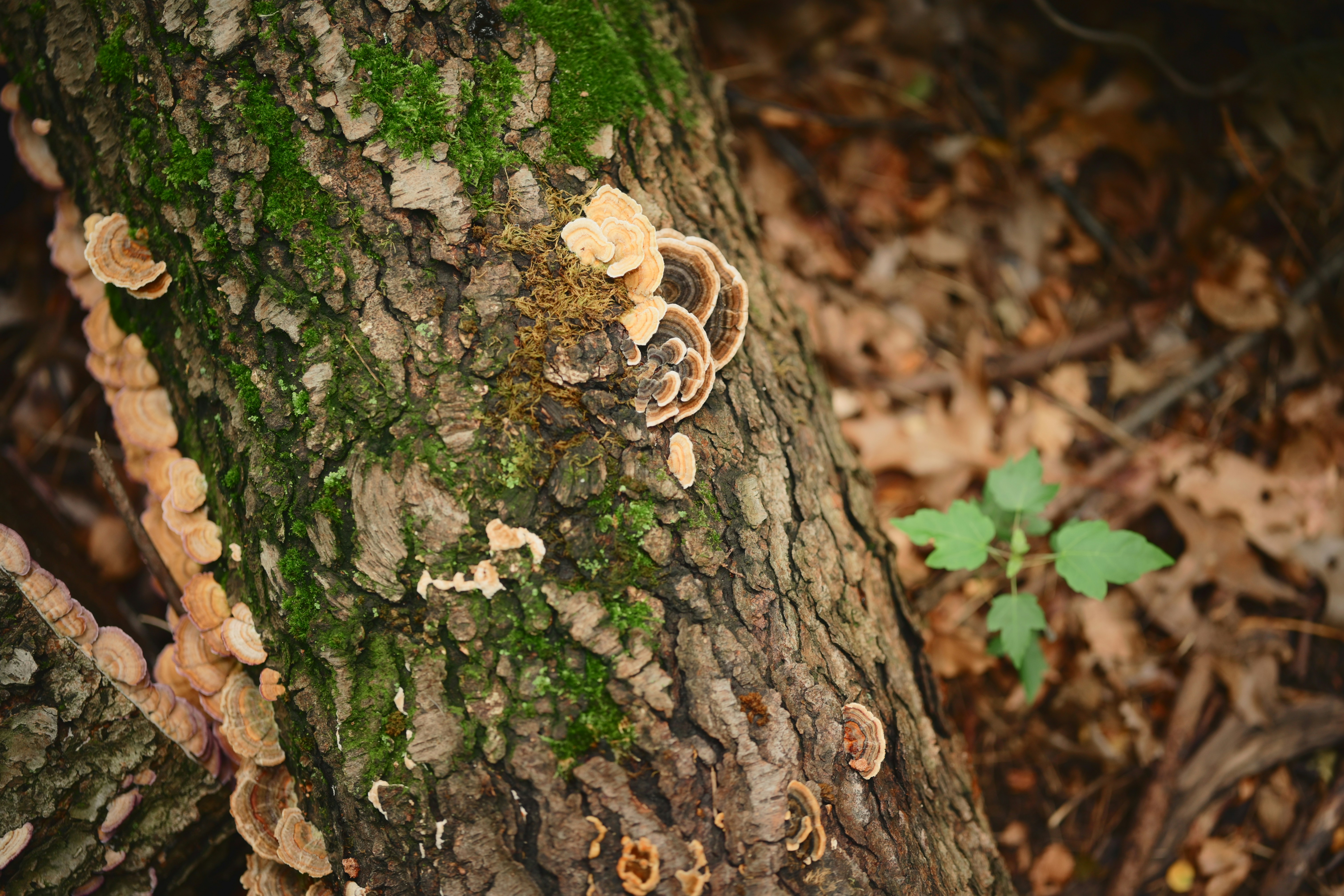 Shelf of Shelf Fungus Clinging to Moss-Cruffed Tree Trunk
