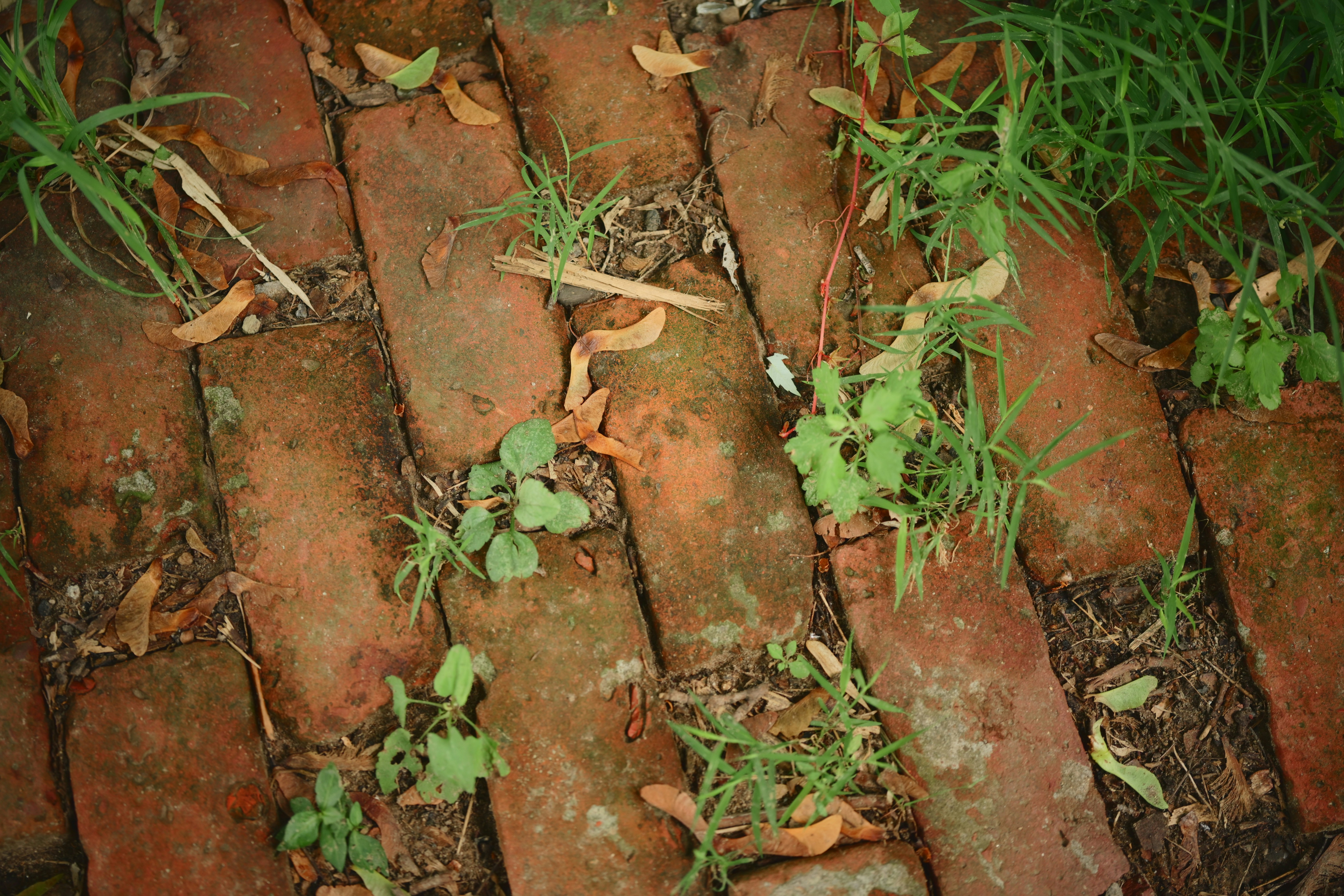Weedy Green Breakthrough on Brick Path