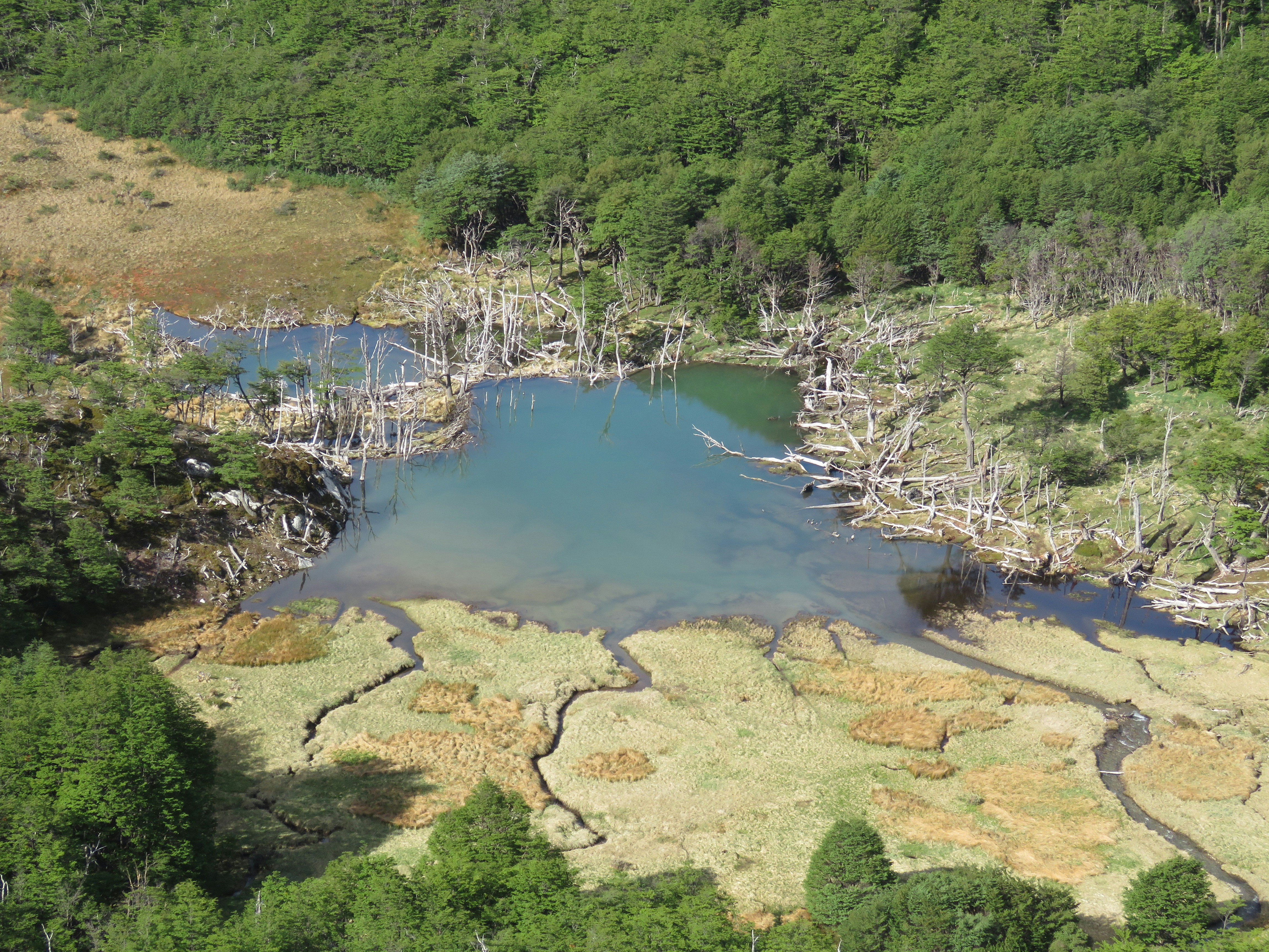 Amber Creeks in a Verdant Basin