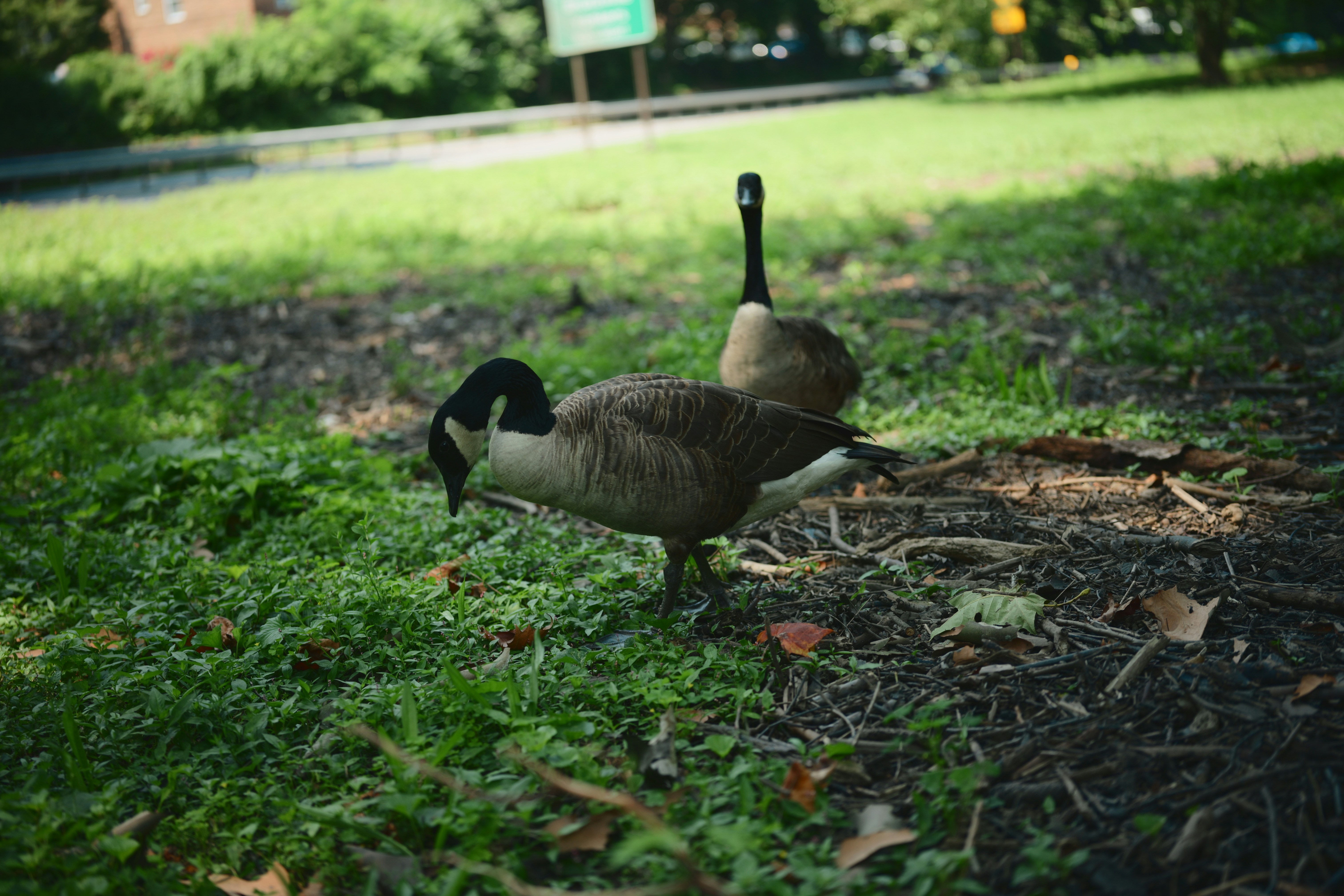 Curious Goose in a Park Beneath a Dappled Sky