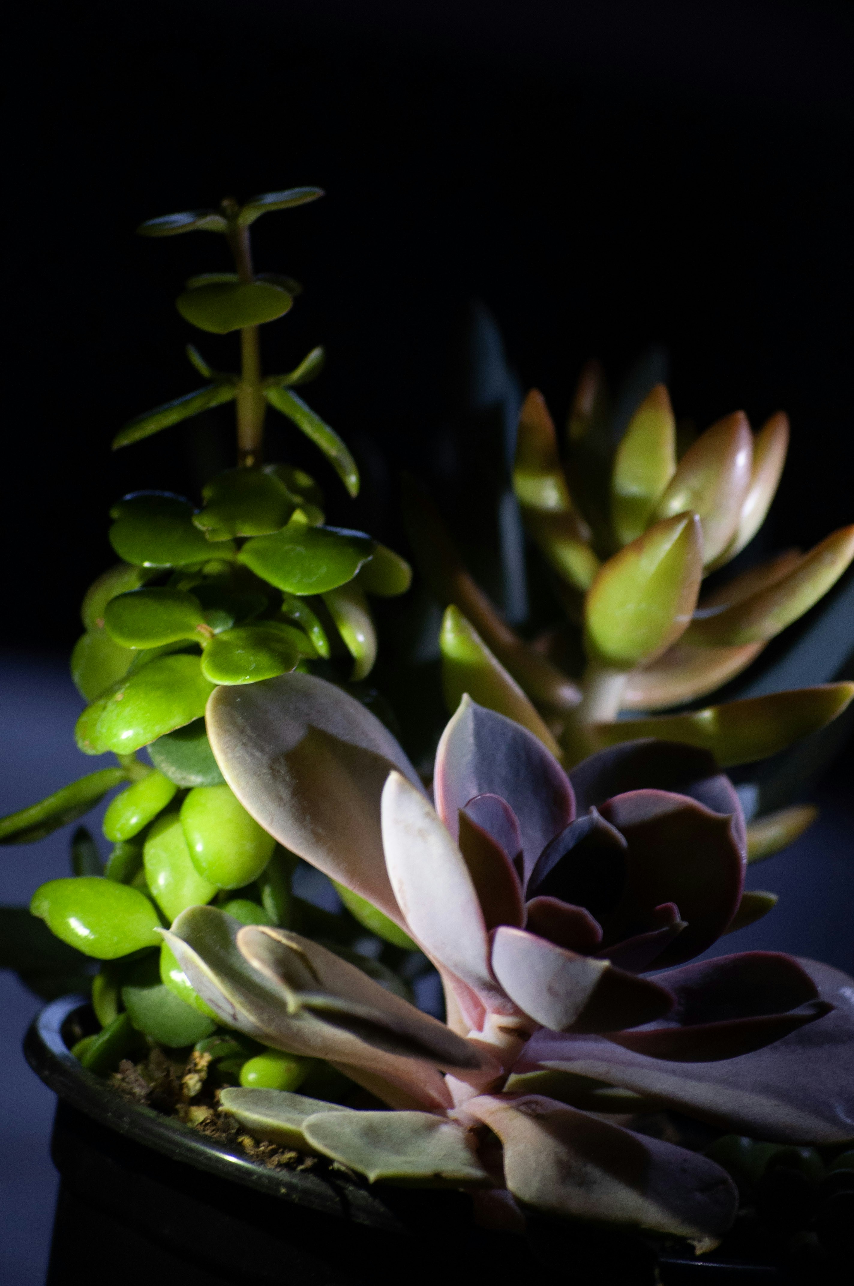 Twilight Succulents: A Quiet Trio in Focused Light