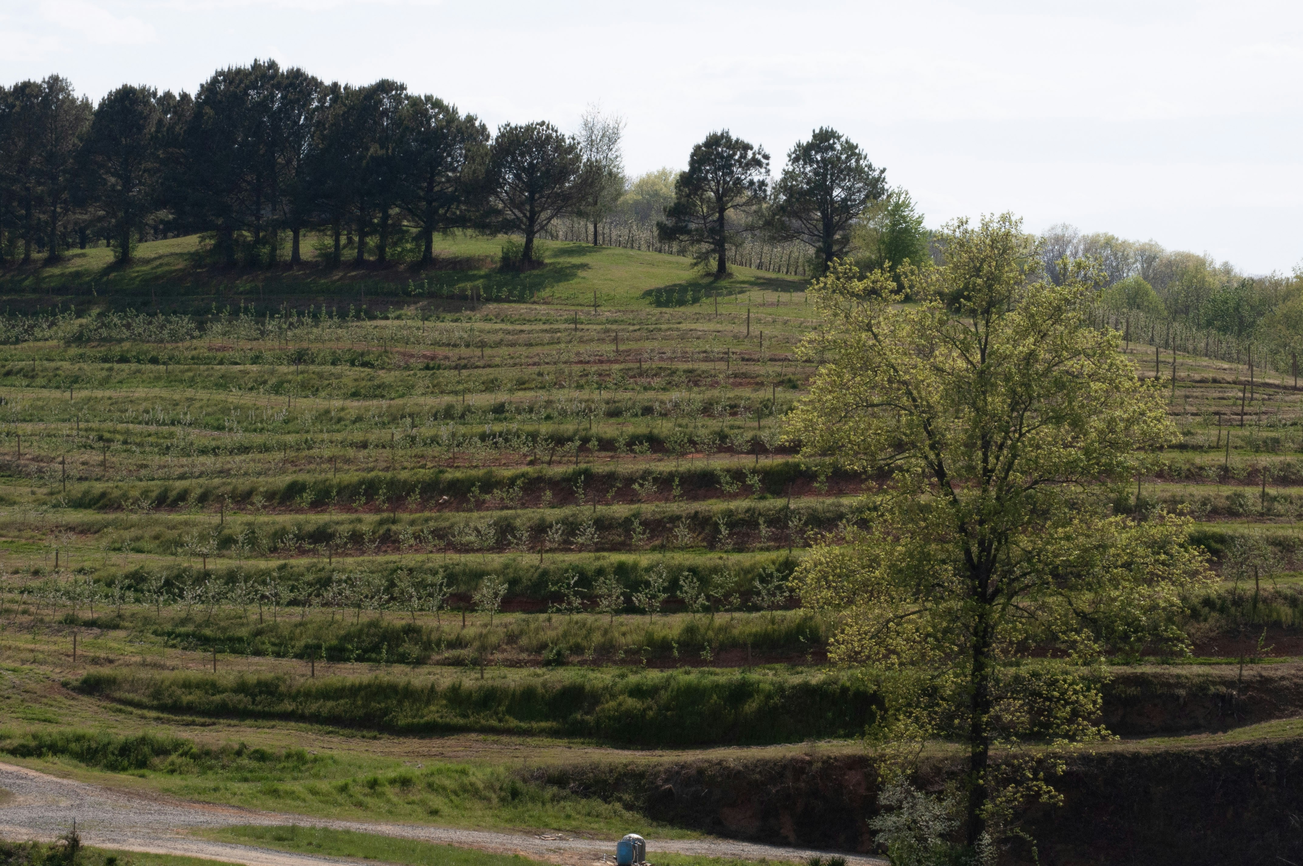 Terraced hillside under a lone tree with distant woodline