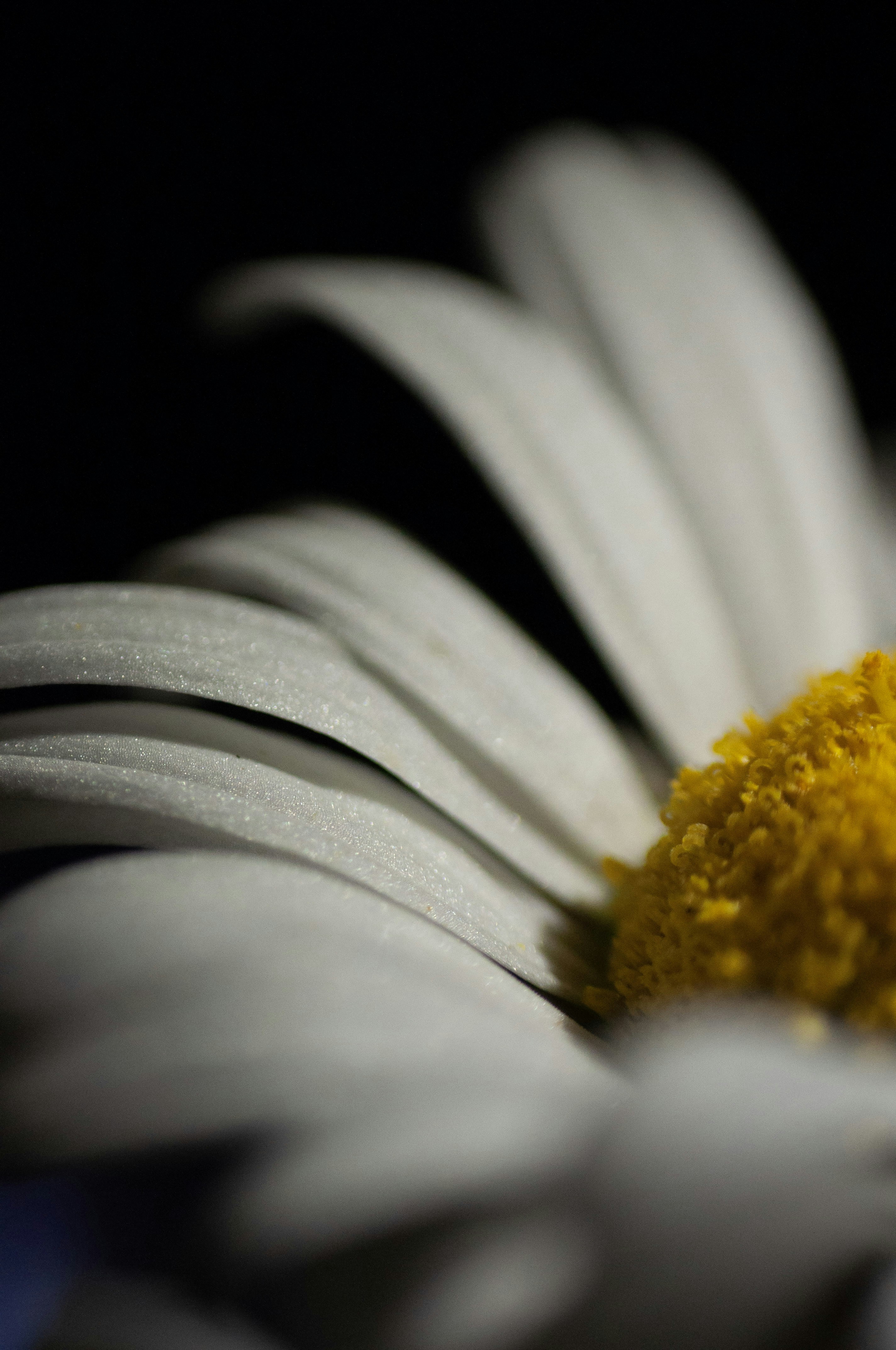 Close-Up of a Dainty Daisy Petal with Sunlit Center