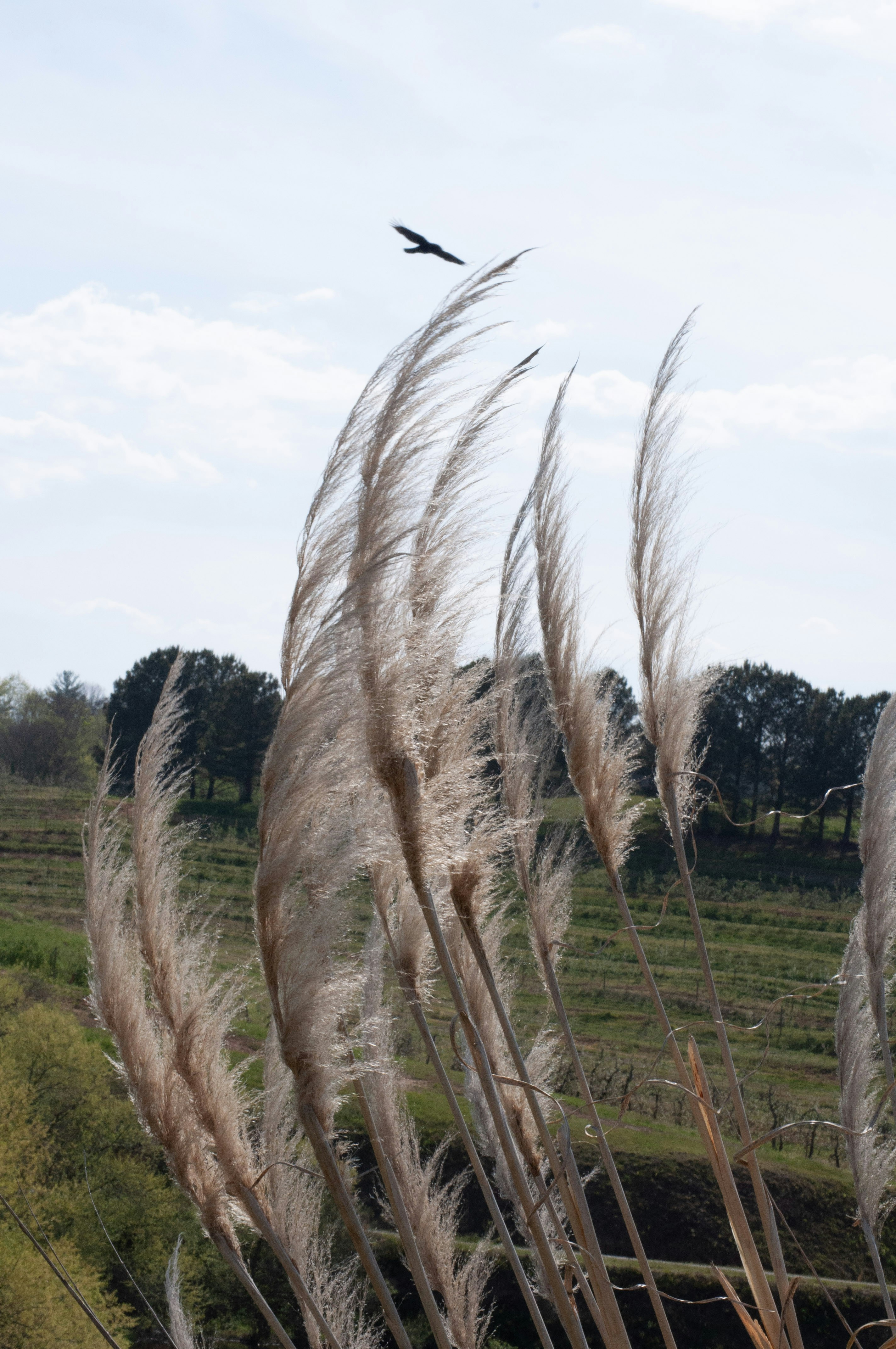 Hushed Prairie: Tall Plumes and a Cresting Flyaway
