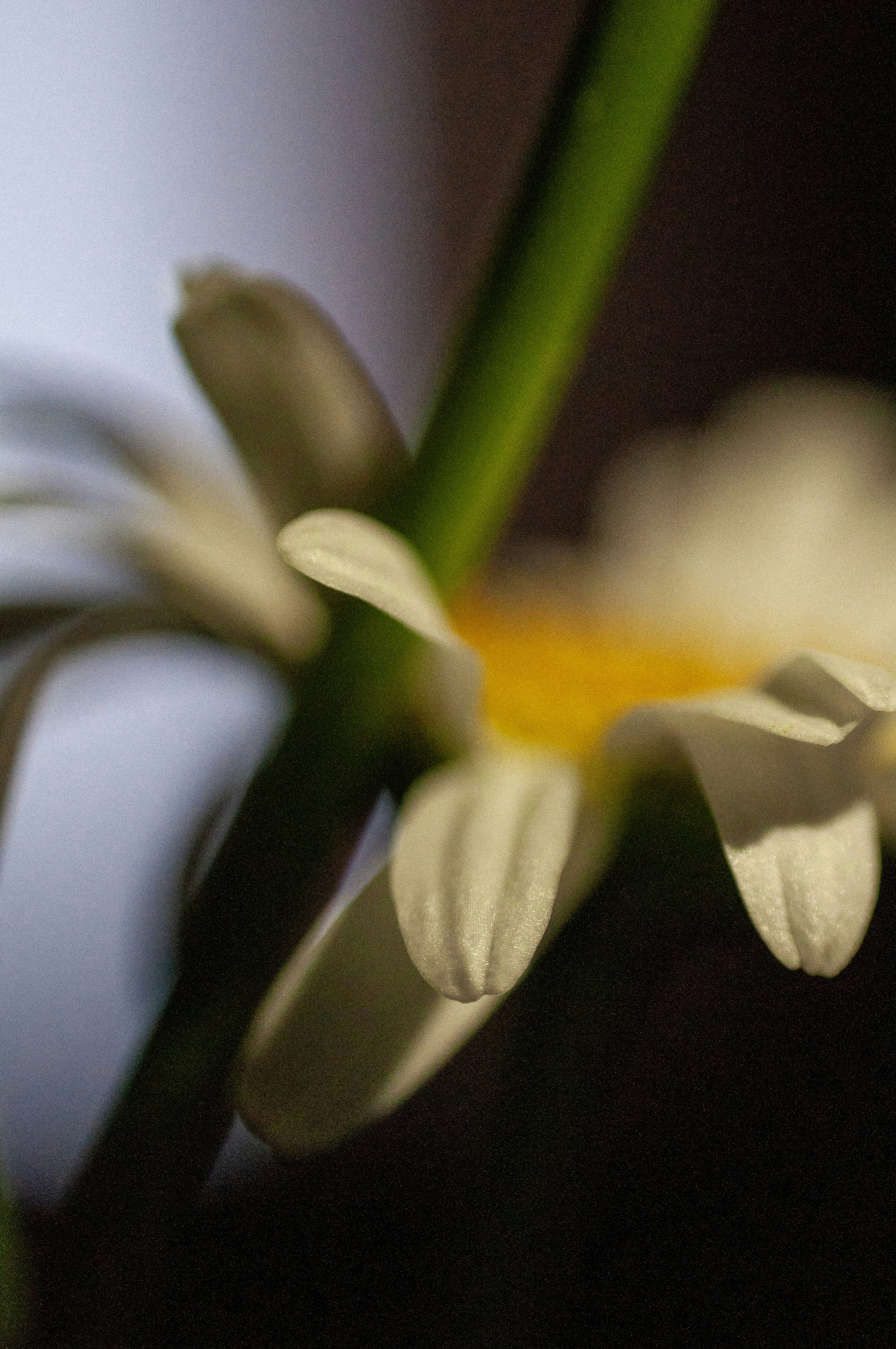 Close-up of a Daisy-like bloom against a softly blurred background