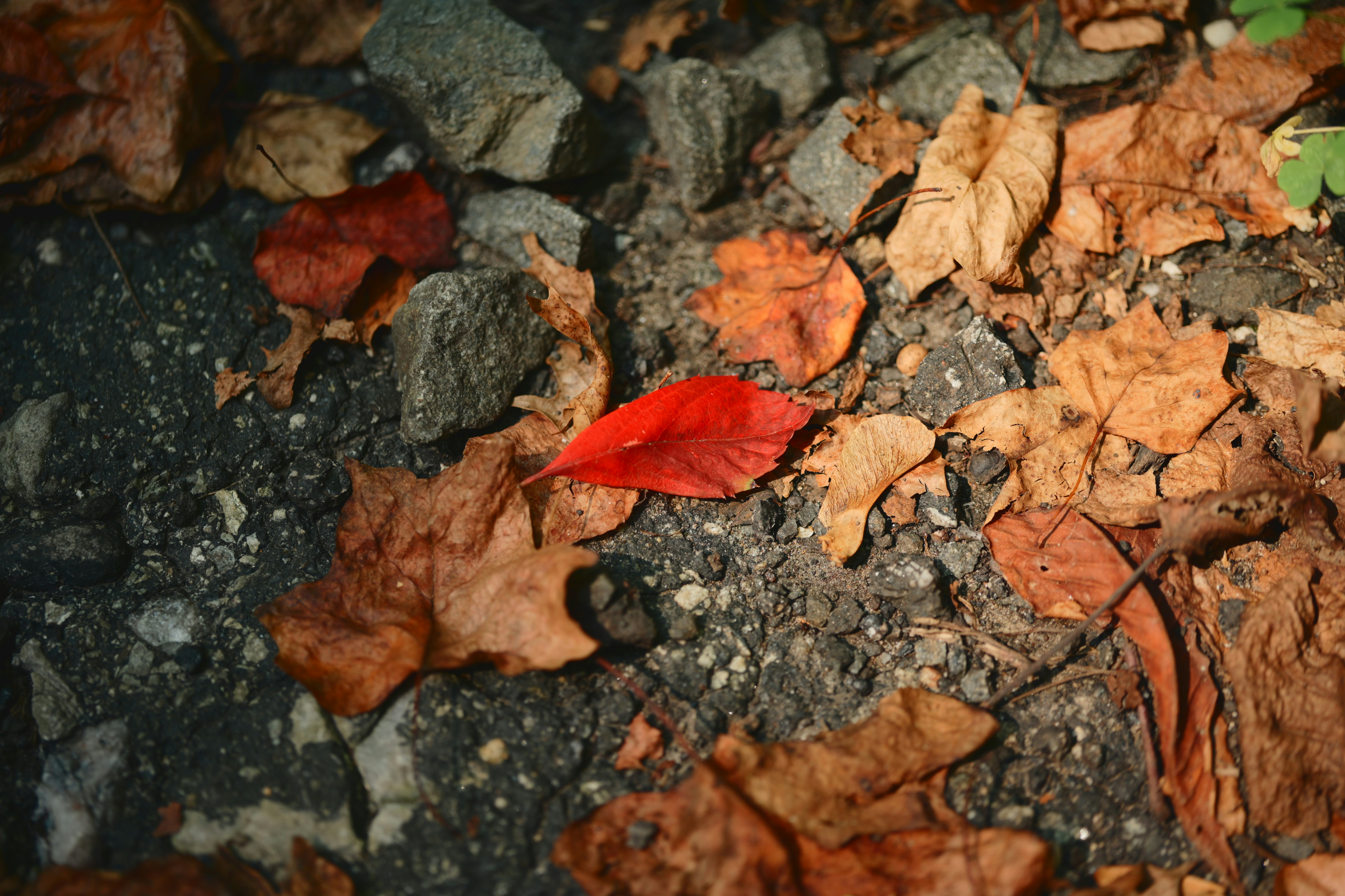 Single Crimson Leaf Among Autumn Gravel