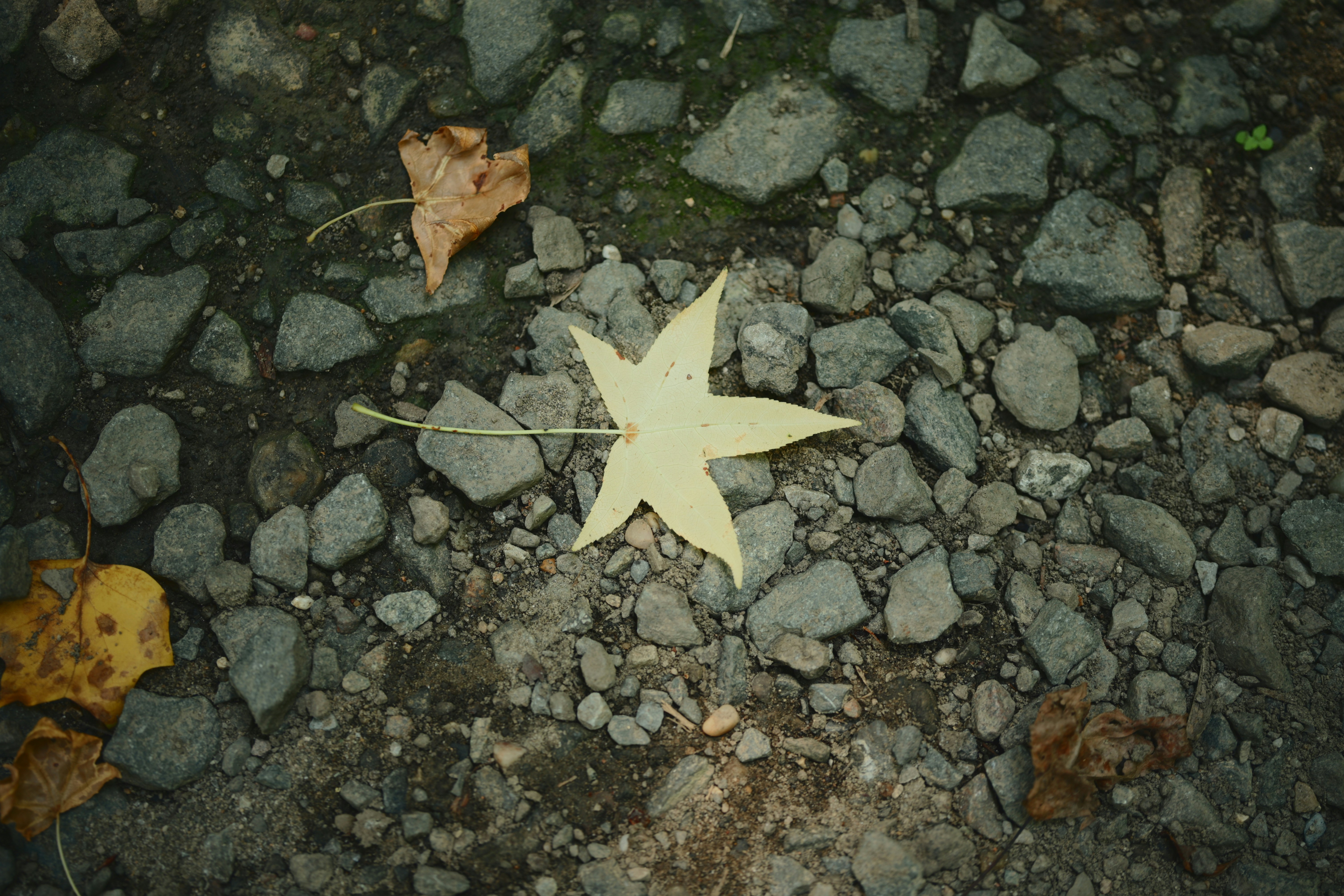 Floating Star on Gravel Path