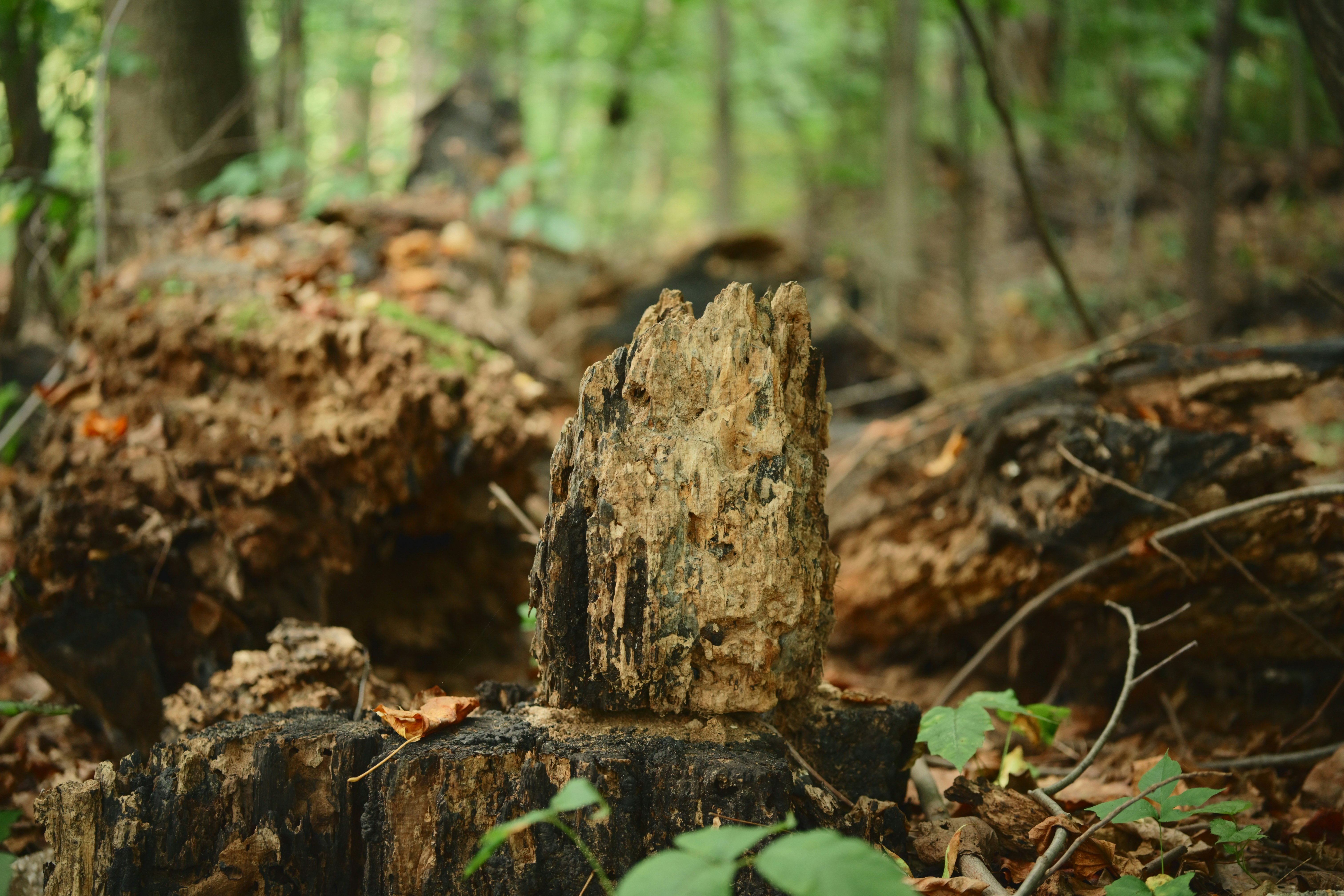 Weathered stump centerpiece: a quiet forest story told in timber