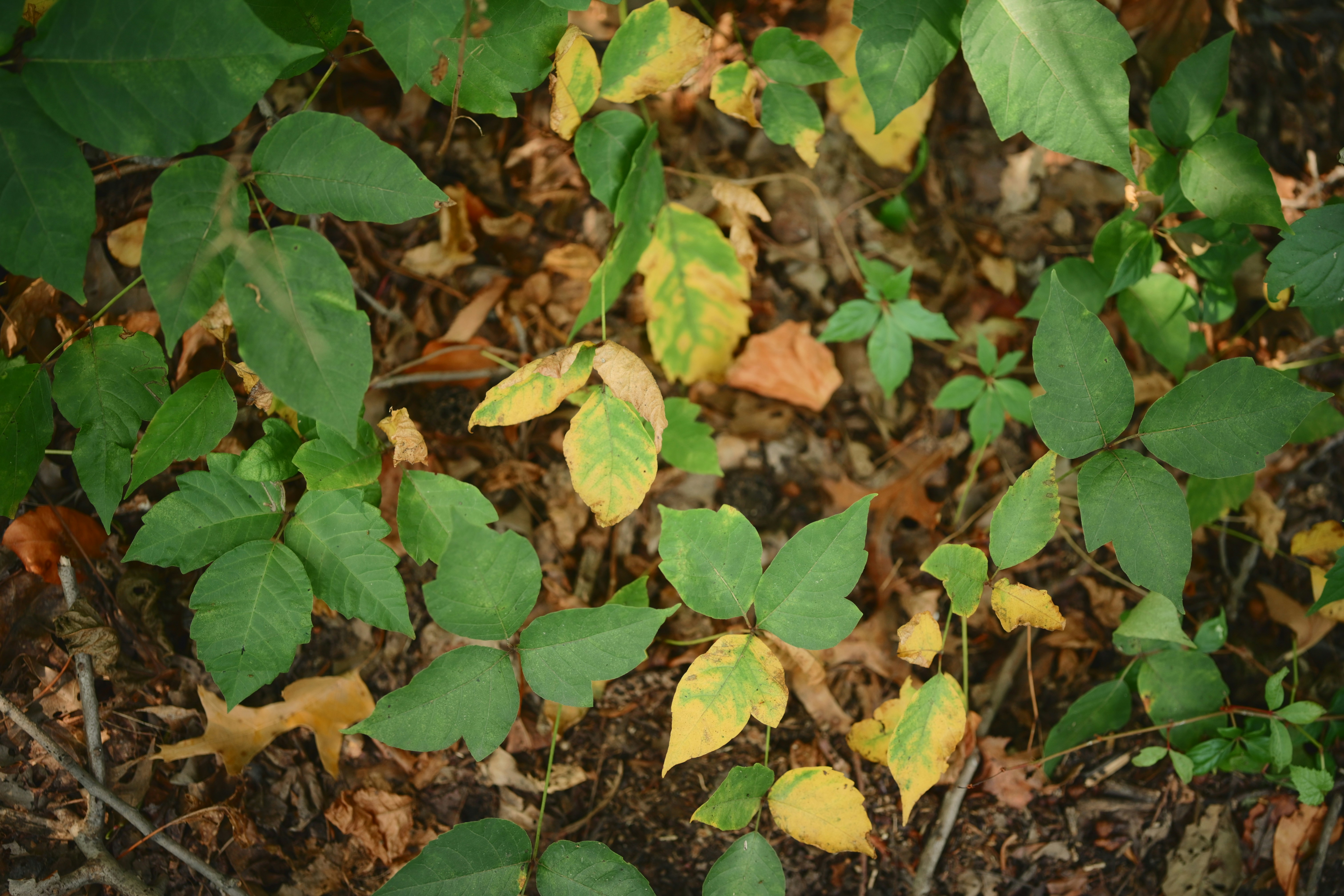 Autumn Mosaic: Green Leaves with Yellowing Tips on Forest Floor