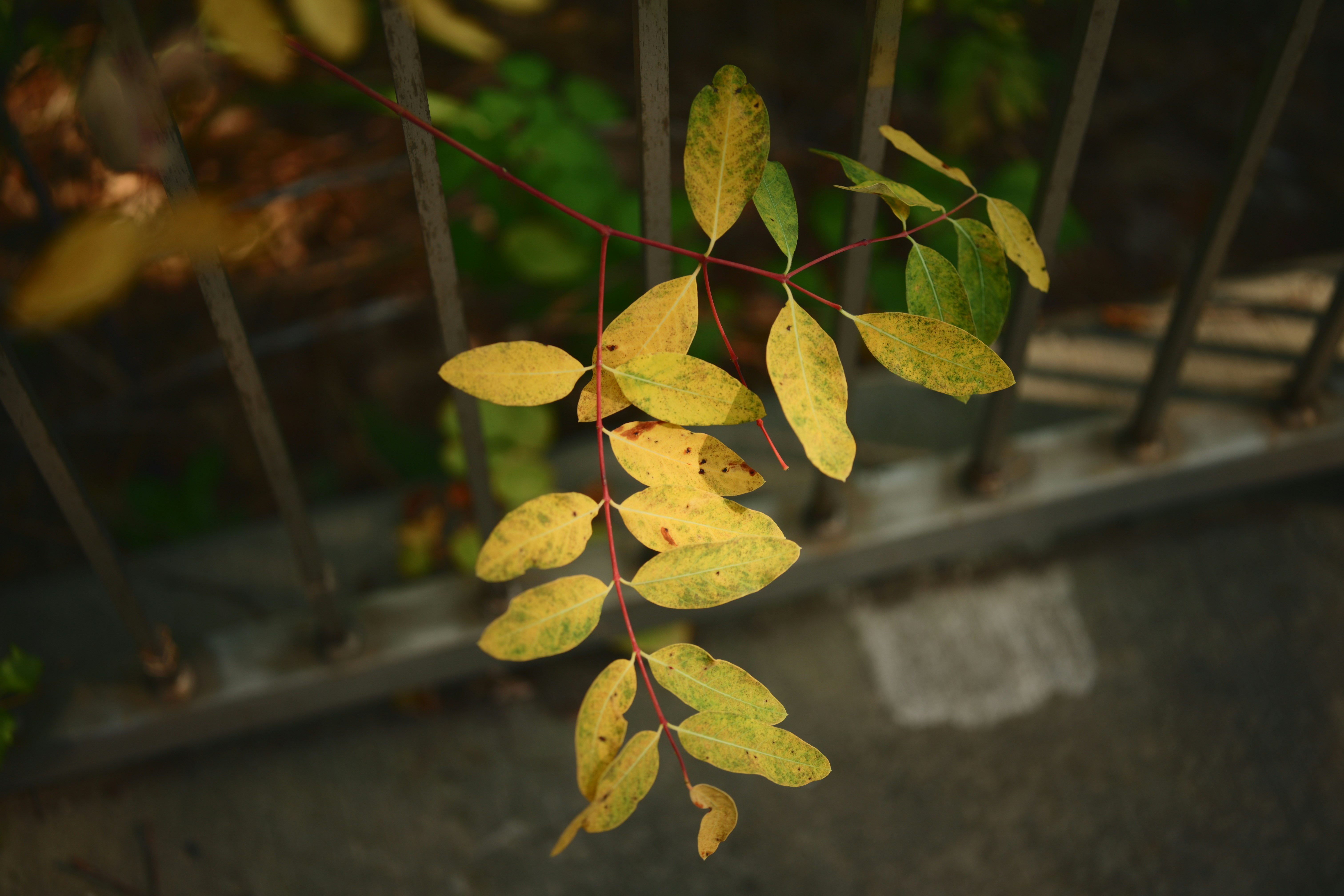 Yellow-leaved twig reaching toward the railing