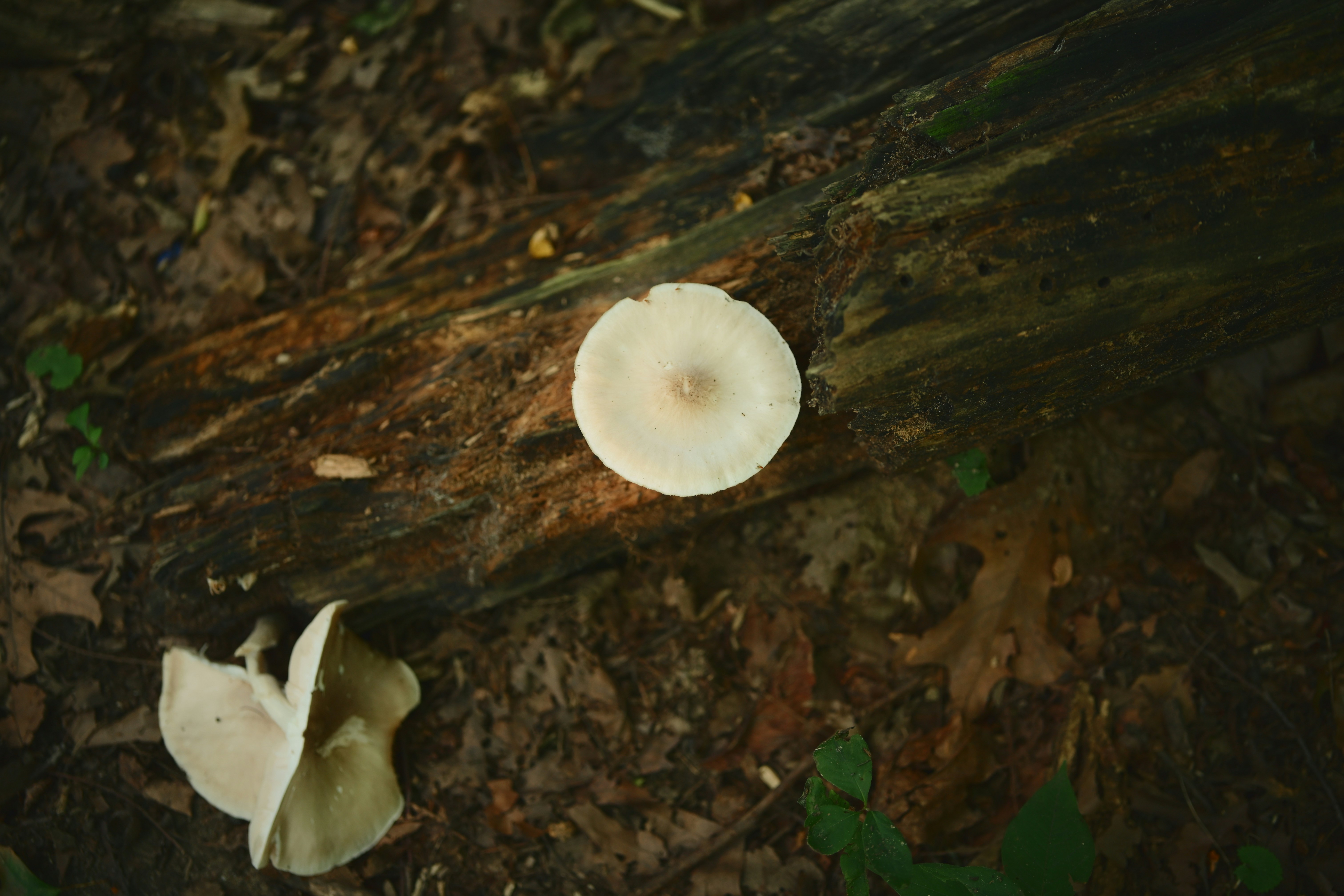 White Mushroom Spotlight on a Mossy Forest Floor