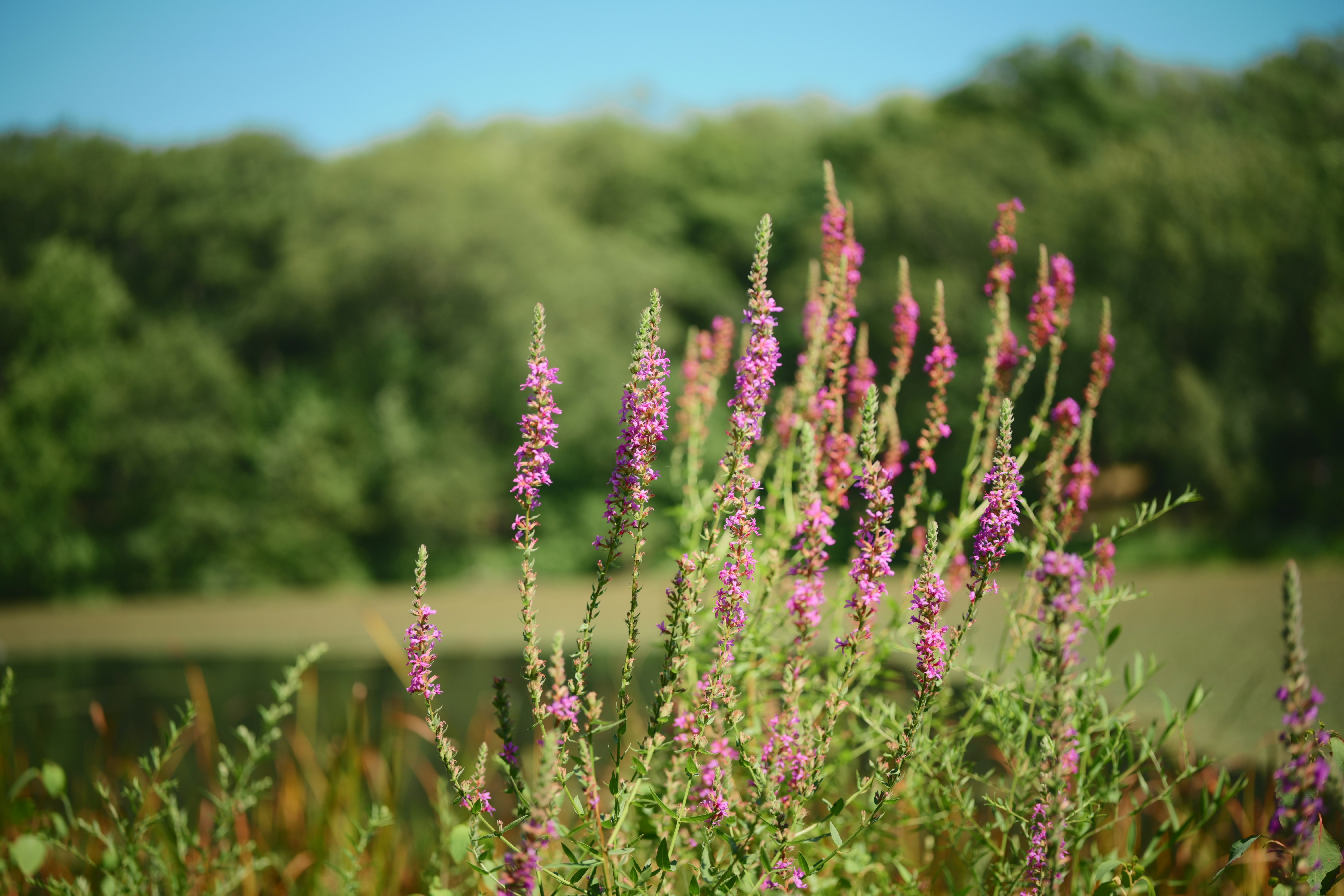 Purple wildflowers reach toward a sunlit meadow edge