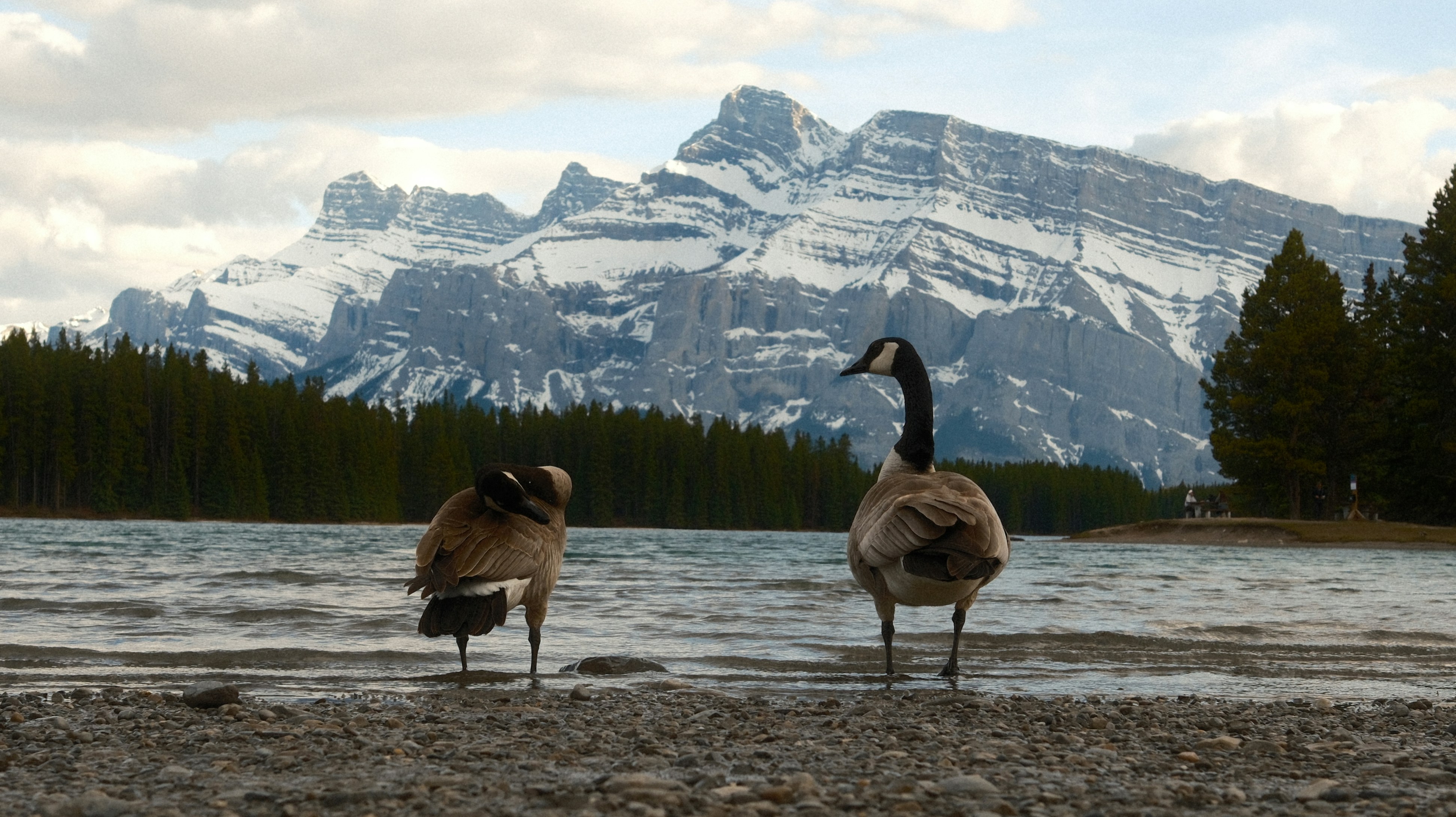 Twin Goose Silhouette Against Alpine Fjord