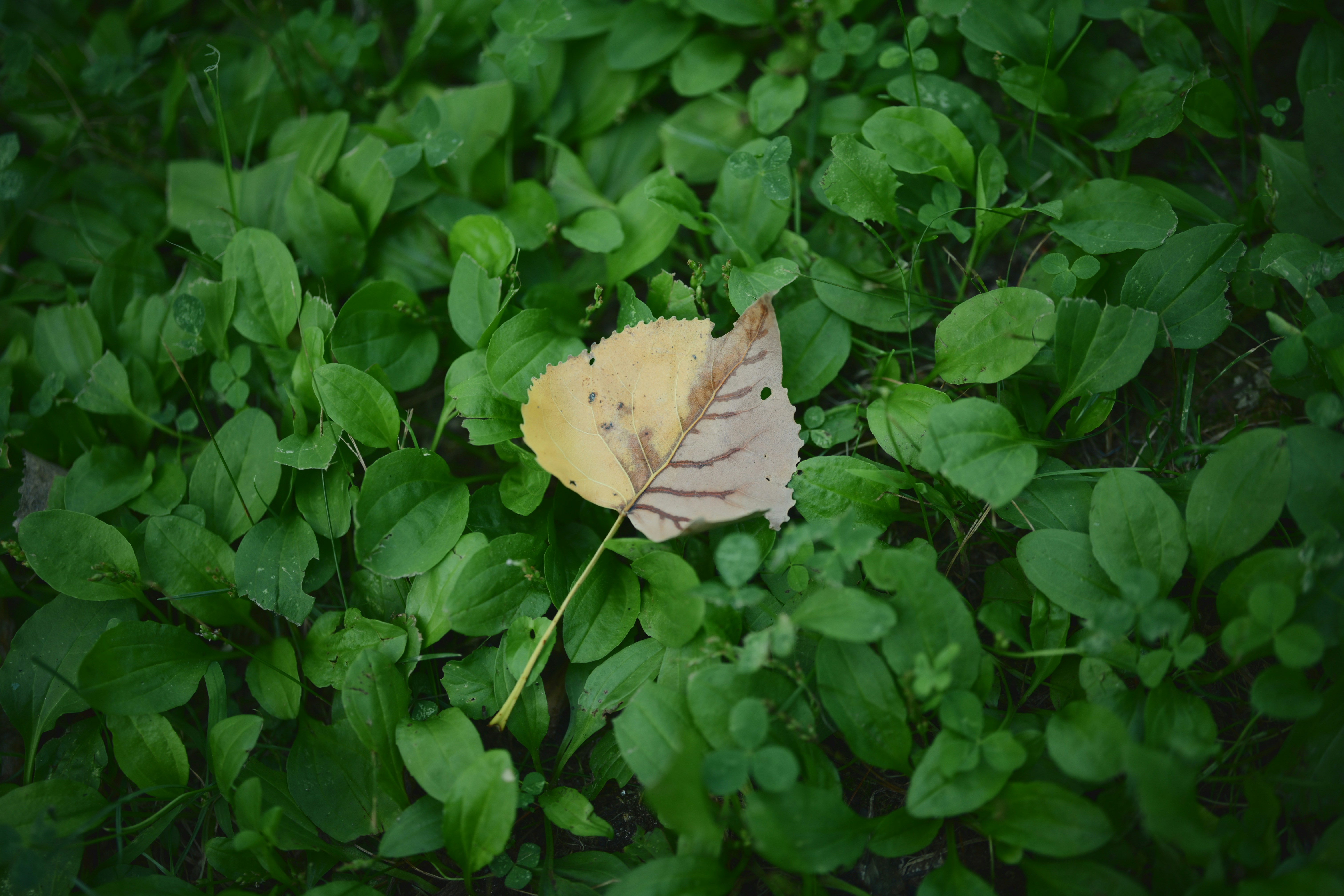 Lonely Autumn Leaf Resting on a Sea of Green