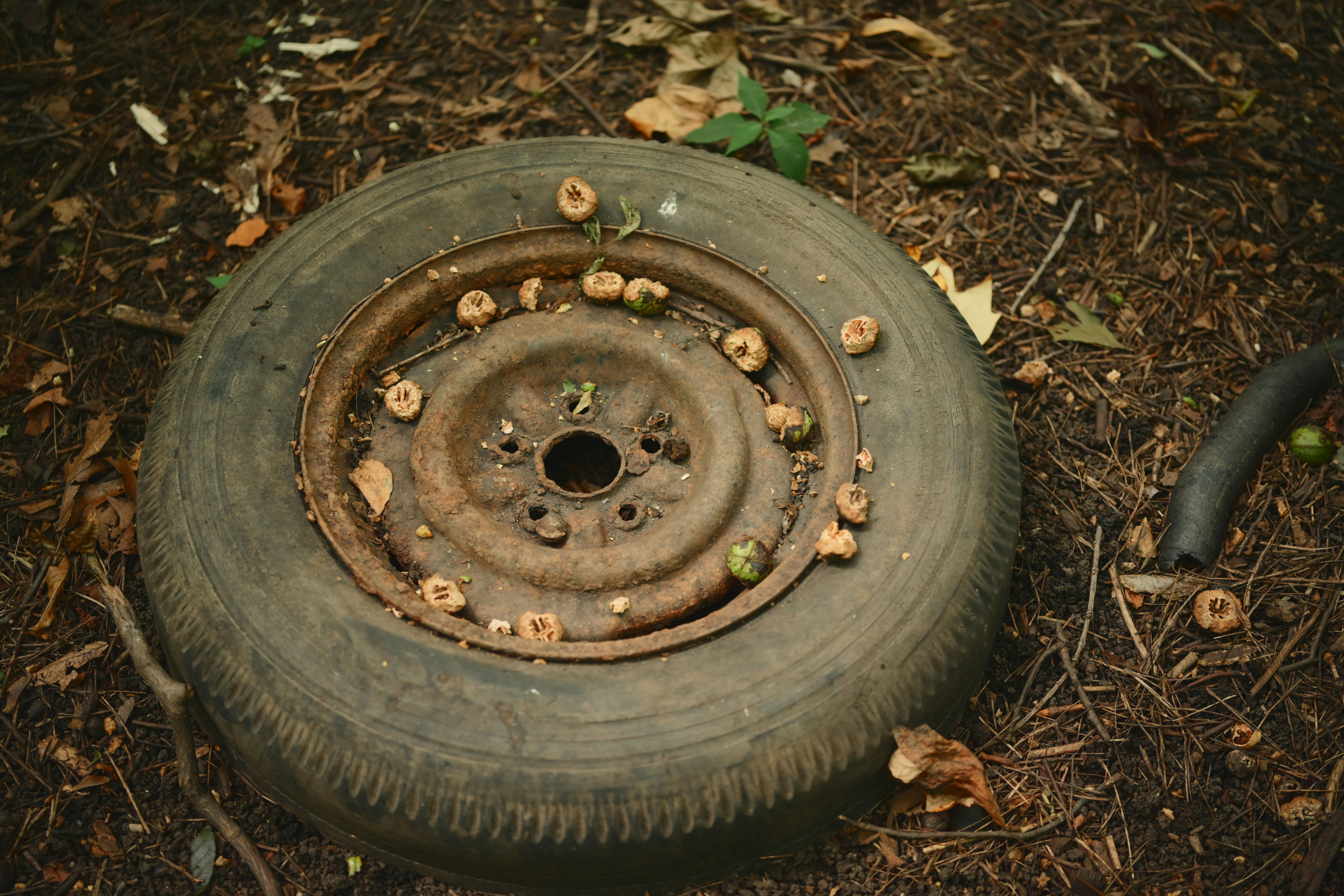 Rubber Remnant: A Deteriorating Tire Surrounded by Nuts and Leaves