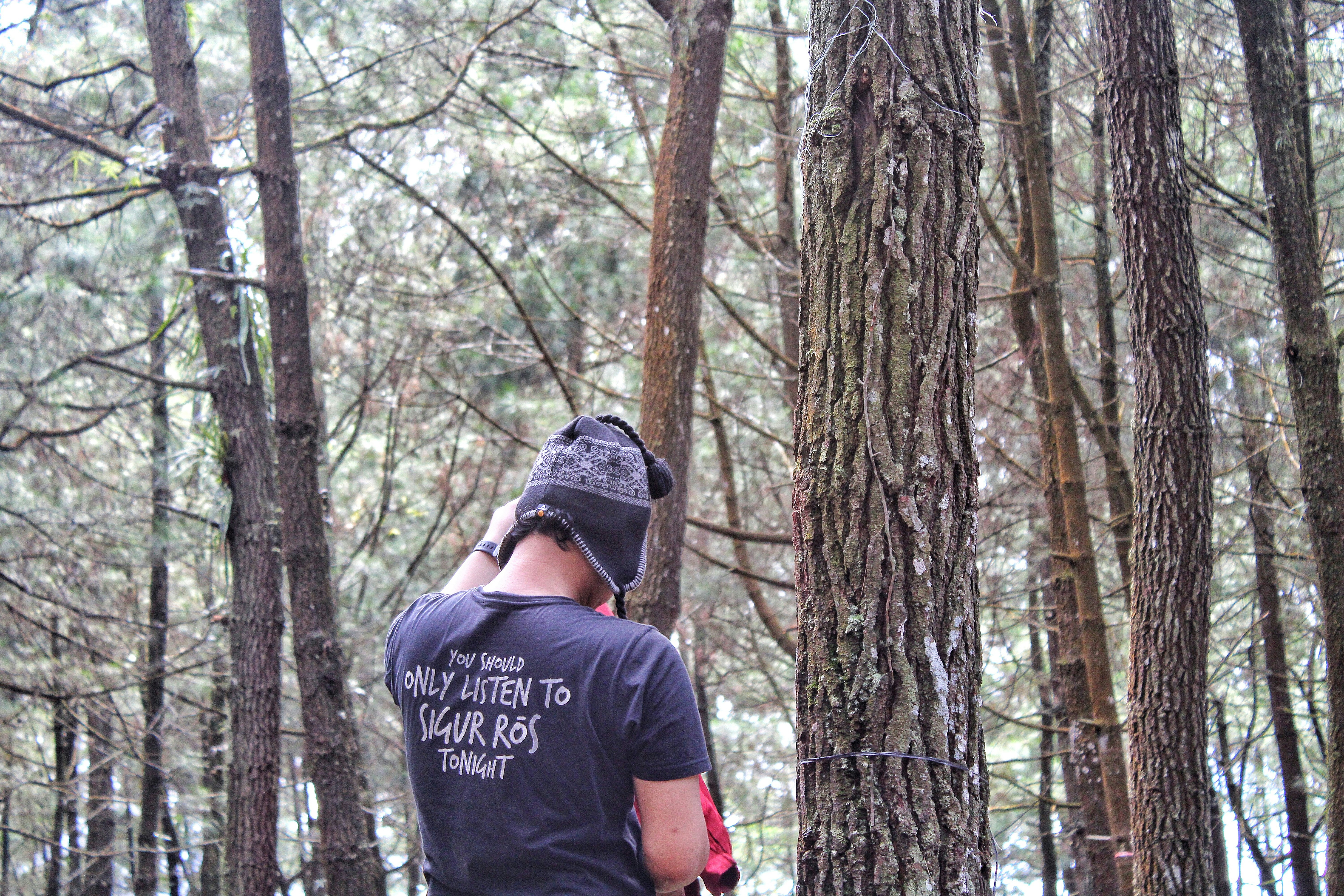 Whispering Pines: A Person in Shadowed Forest