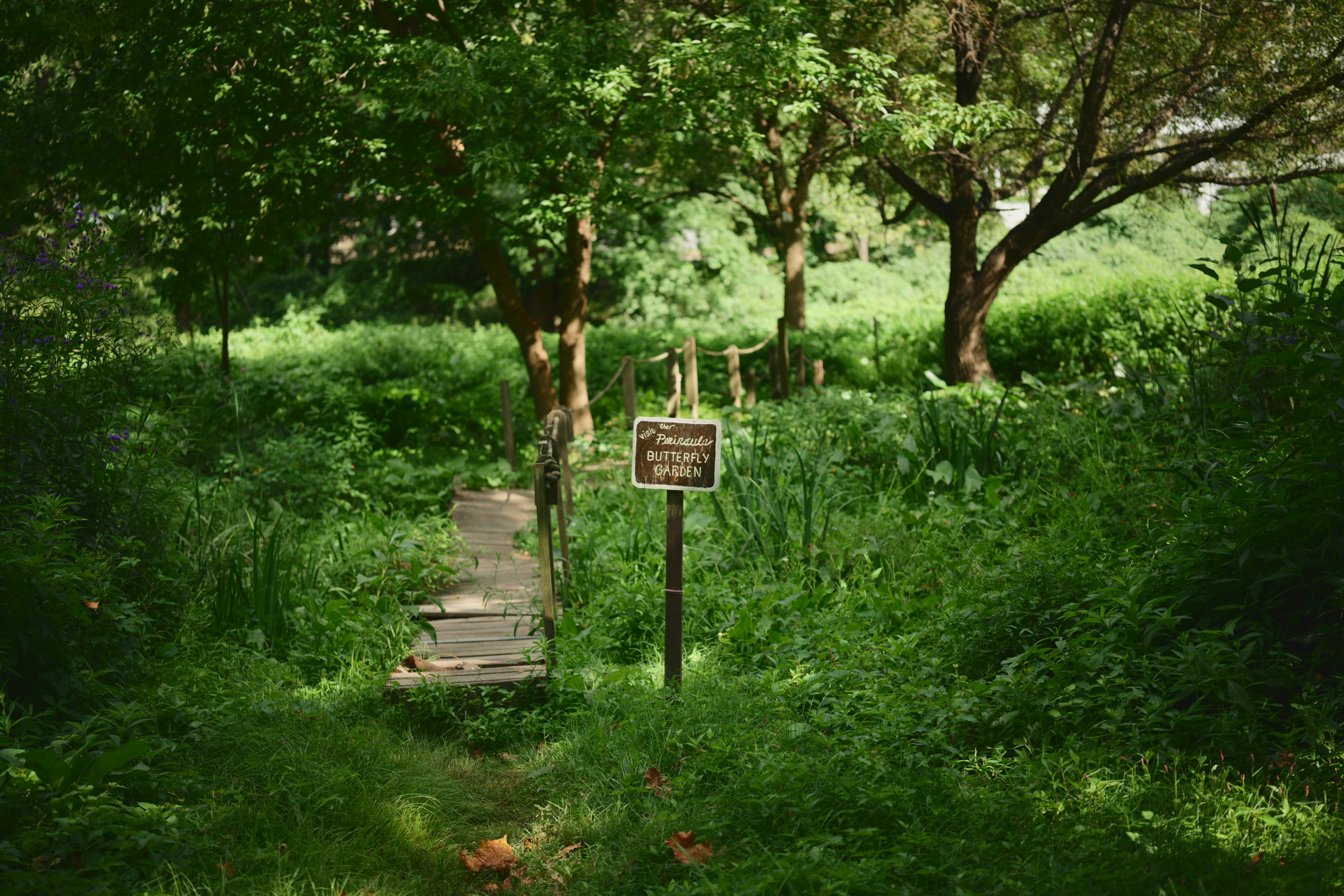 Pathway Through the Green Canopy