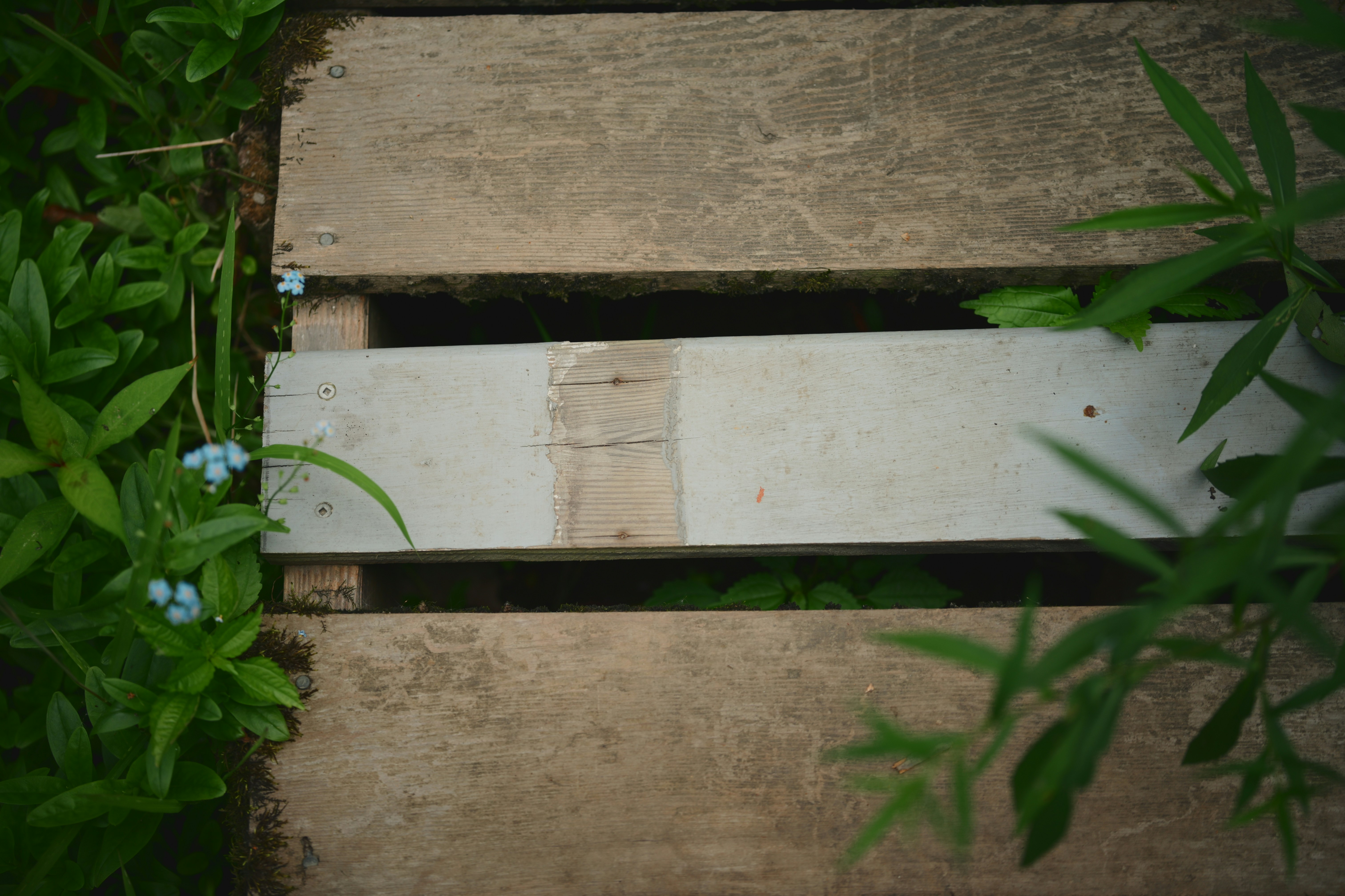 Between Slats: Greenery Peeking Through Weathered Wood
