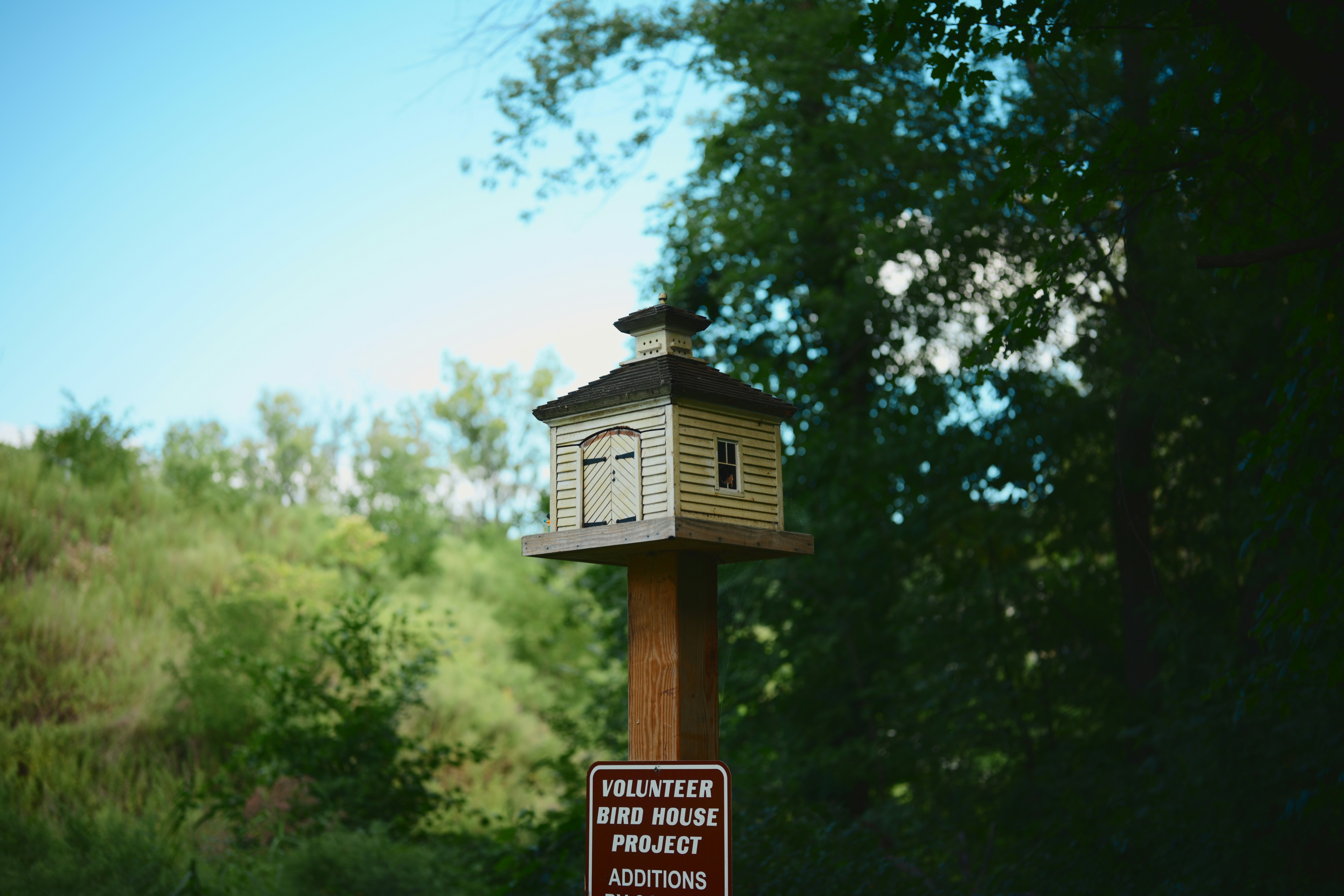 Lonely Bird House Standing Guard Over the Green Clearing