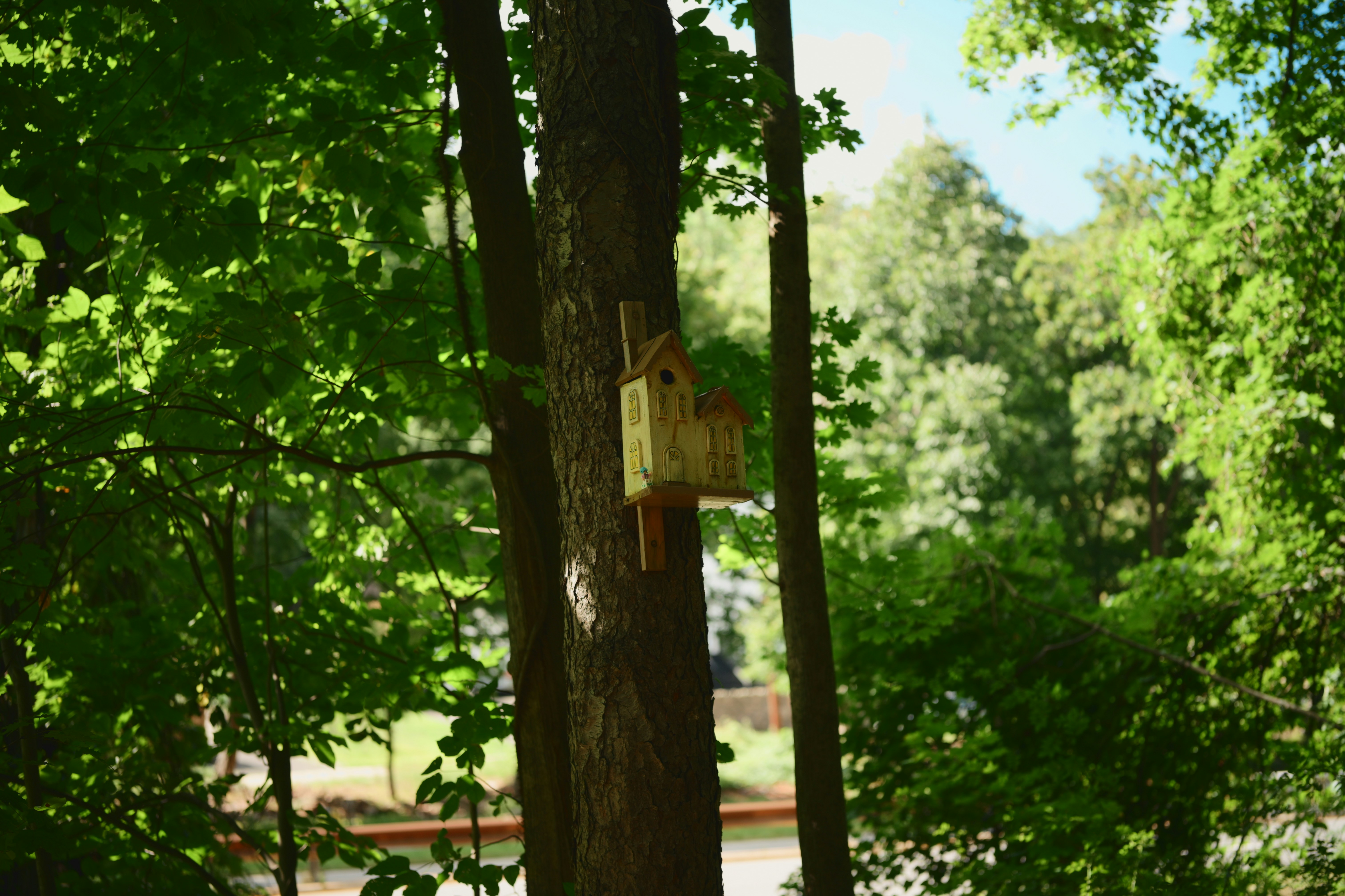 Birdhouse Observatory in a Sunlit Green Canopy