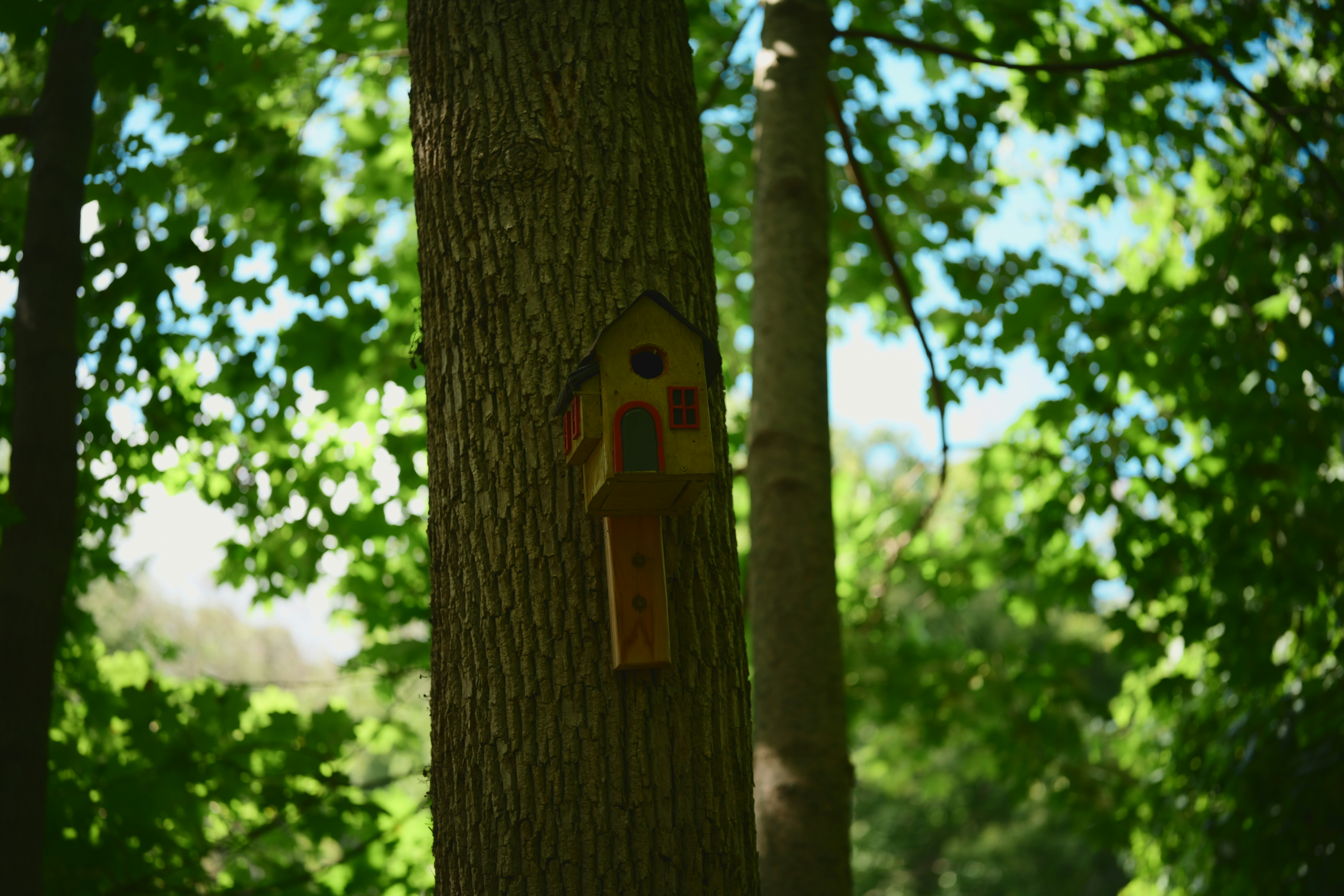 A Tiny Birdhouse Clings to a Sun-Dappled Tree