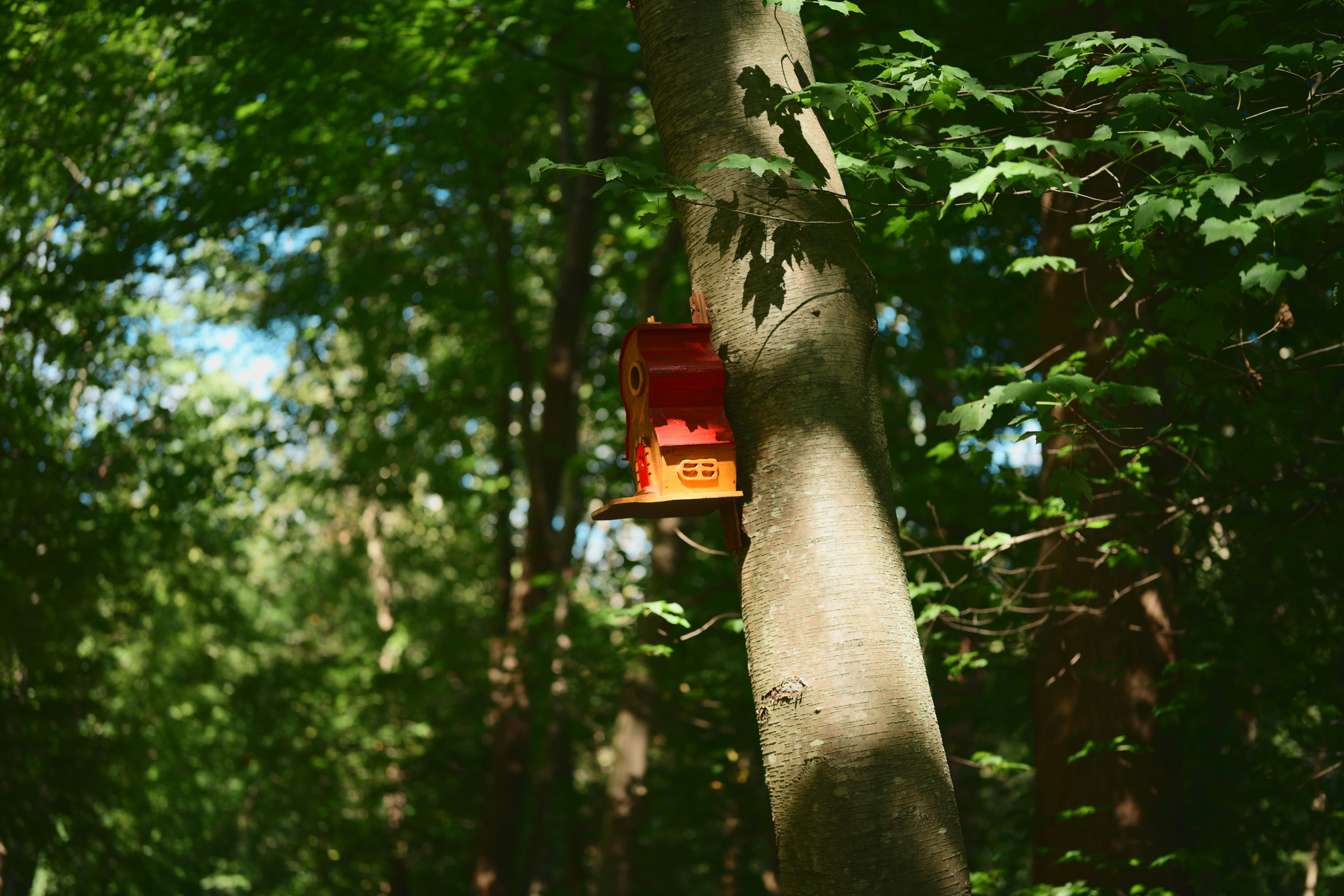 Bright Orange Birdhouse Nestled in Sunlit Foliage