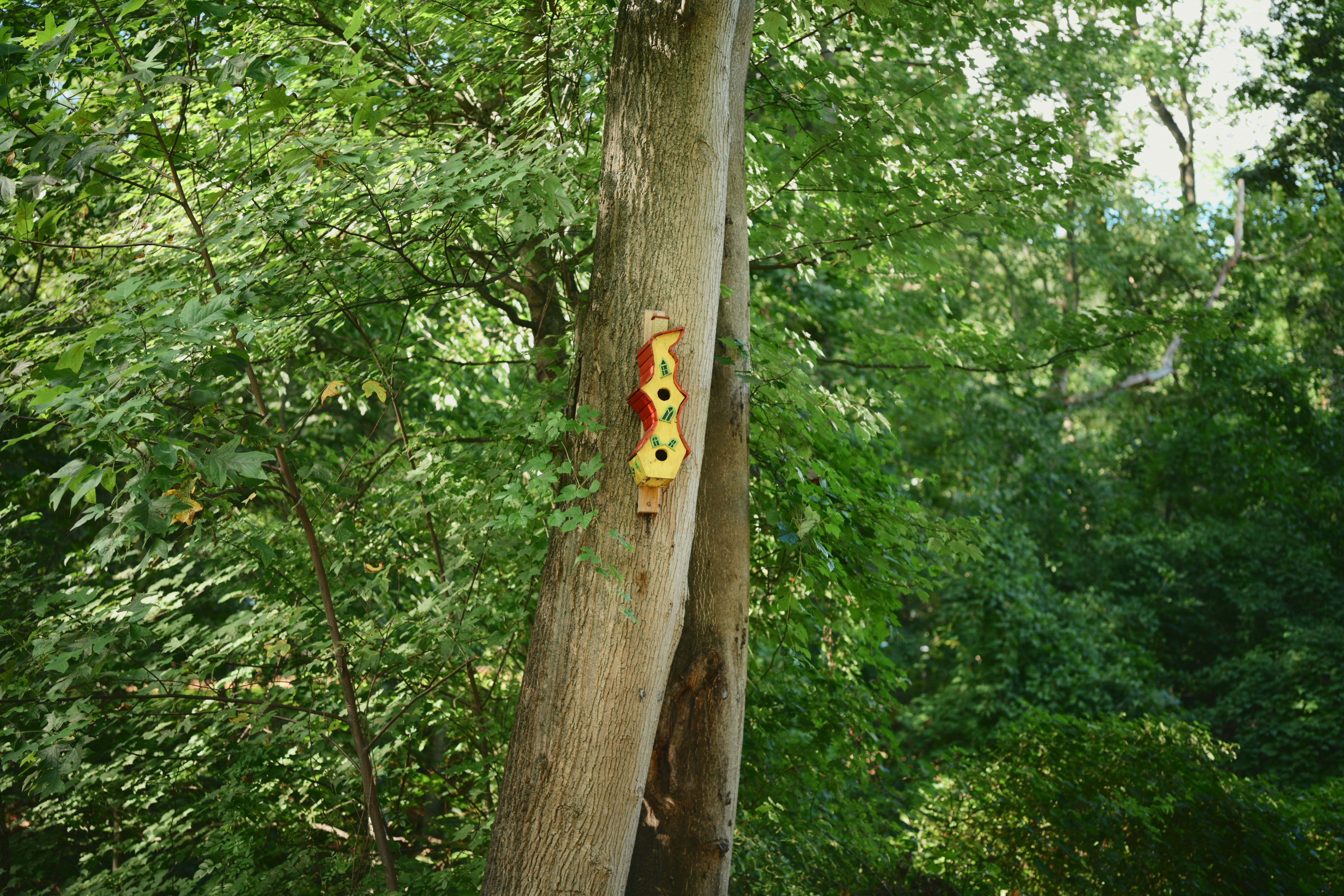 Yellow bird feeder on a tree trunk in green forest.