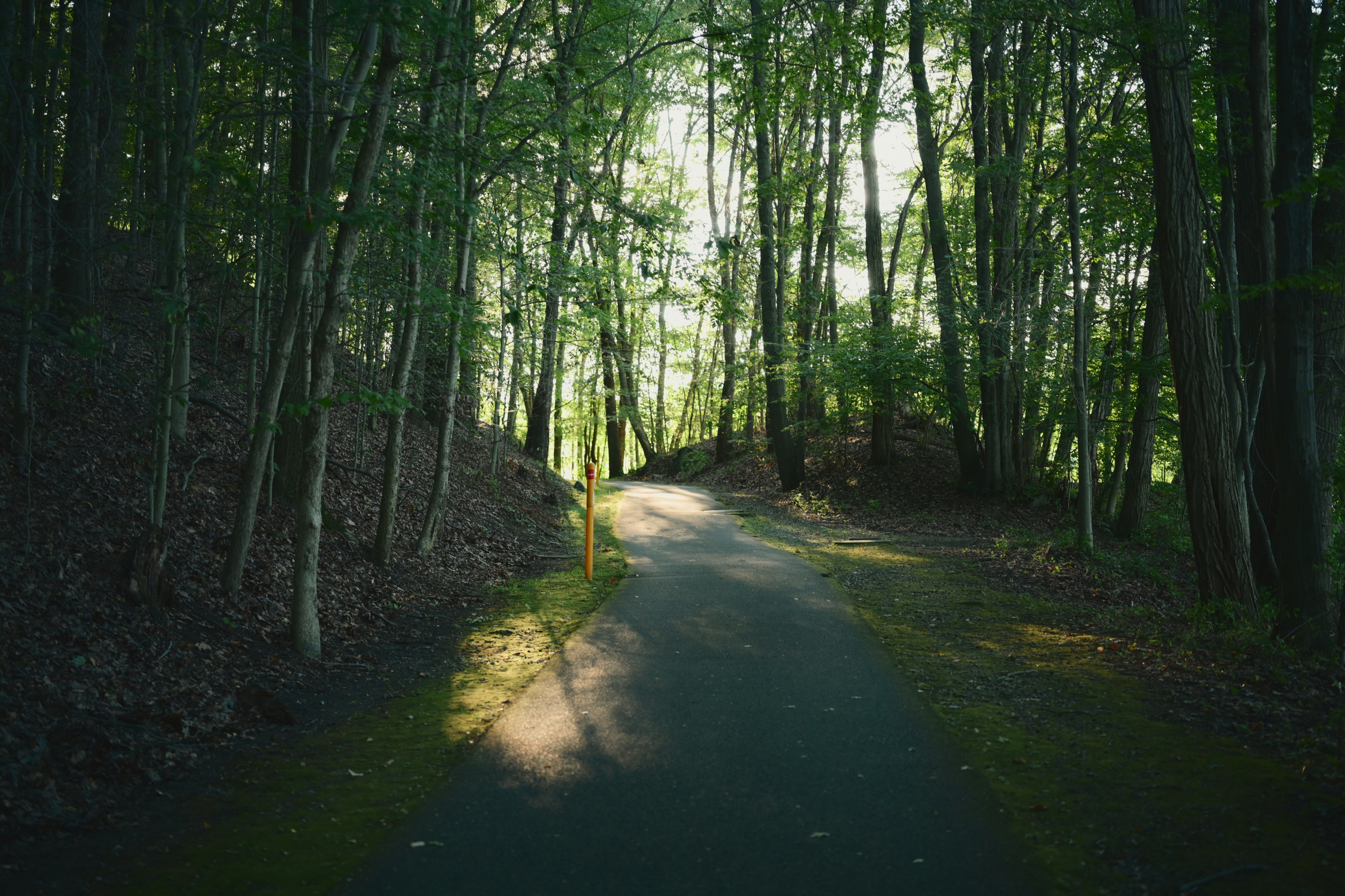 Sunlight illuminates a winding path through a lush, green forest.