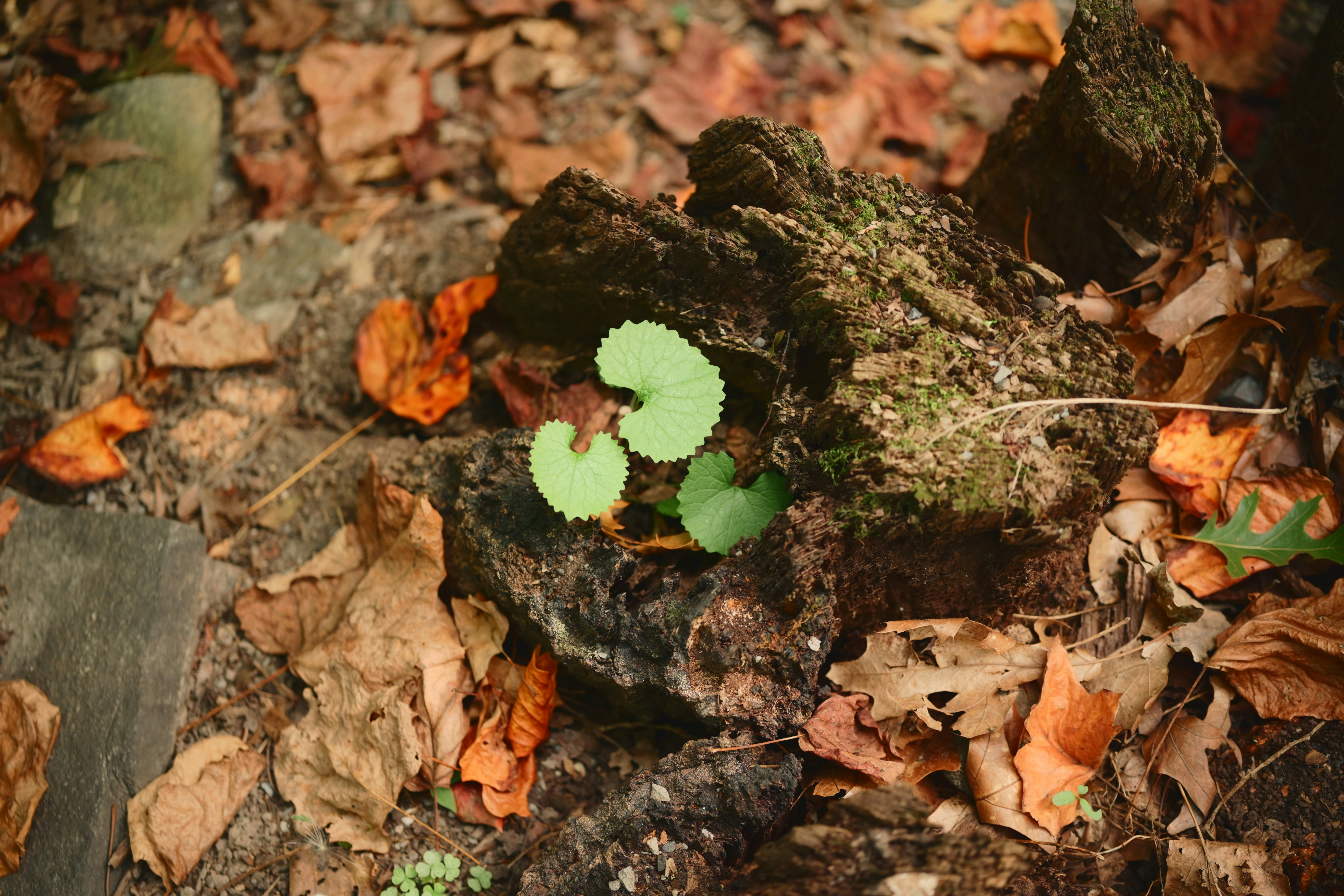 Emerald Seedling on a Weathered Log Amid Autumn Leaves