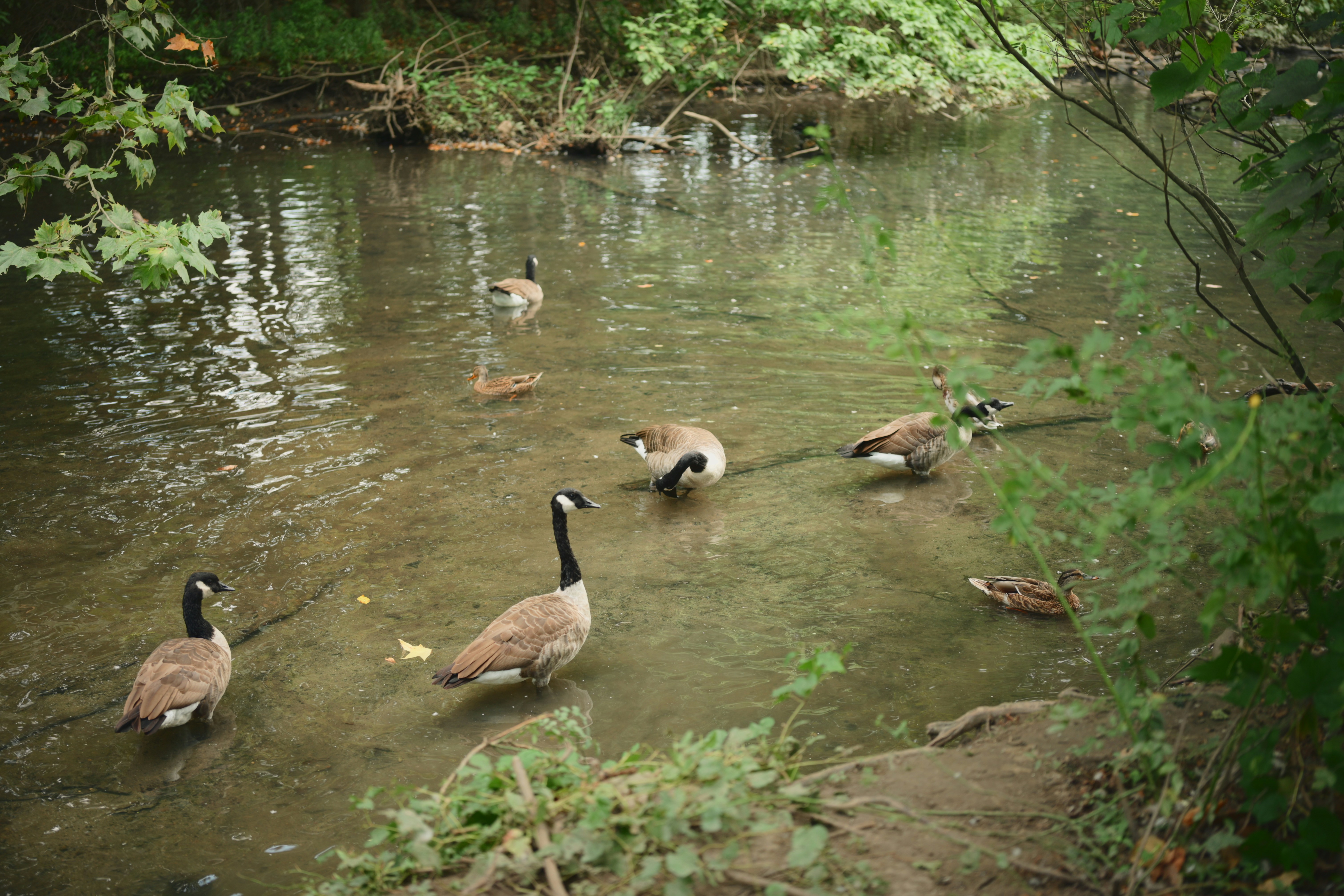 A Flock of Geese Resting in a Shallow River Bend