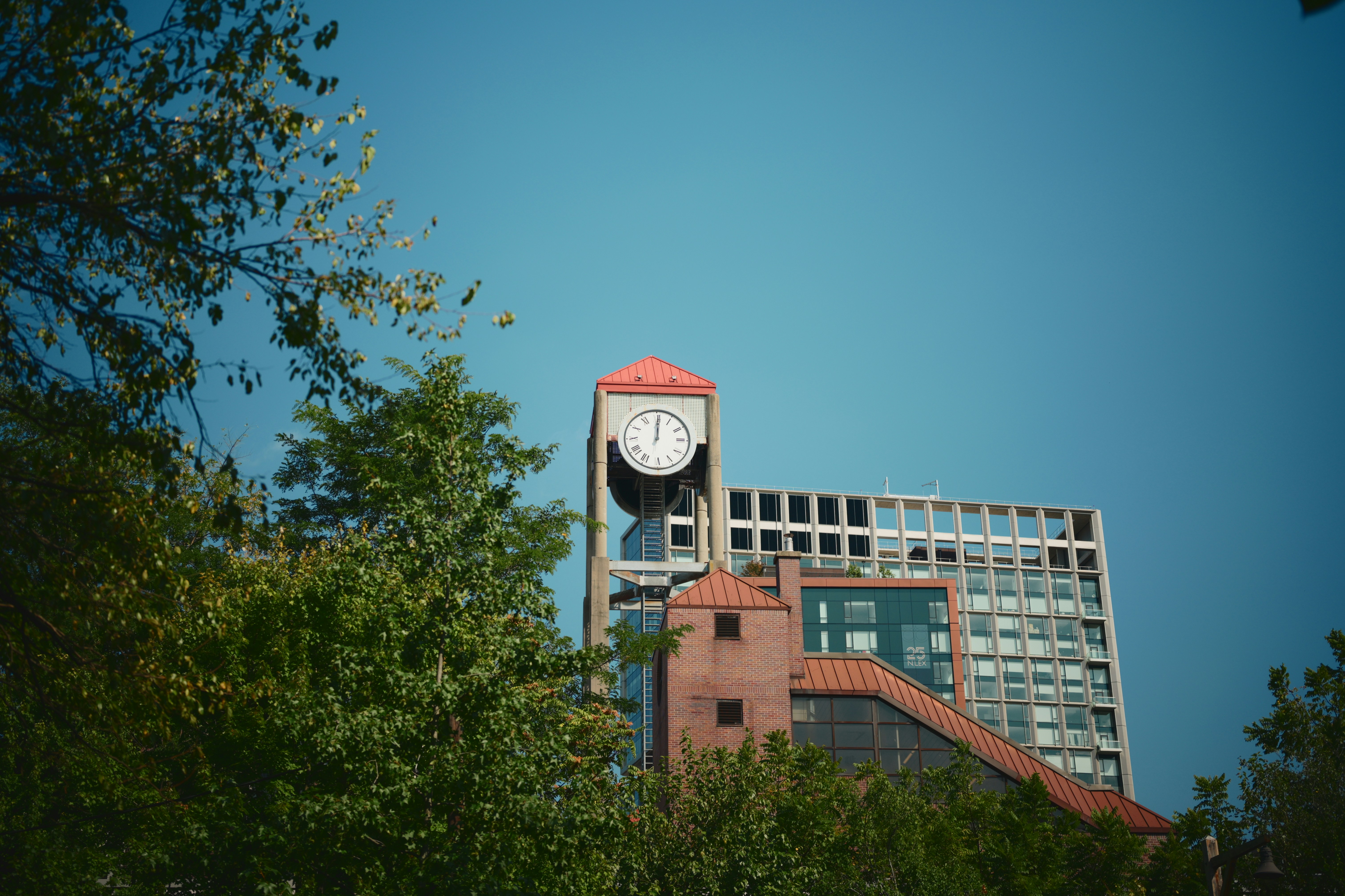 Clocktower Overlook: Urban Skyline Framed by Verdant Canopy