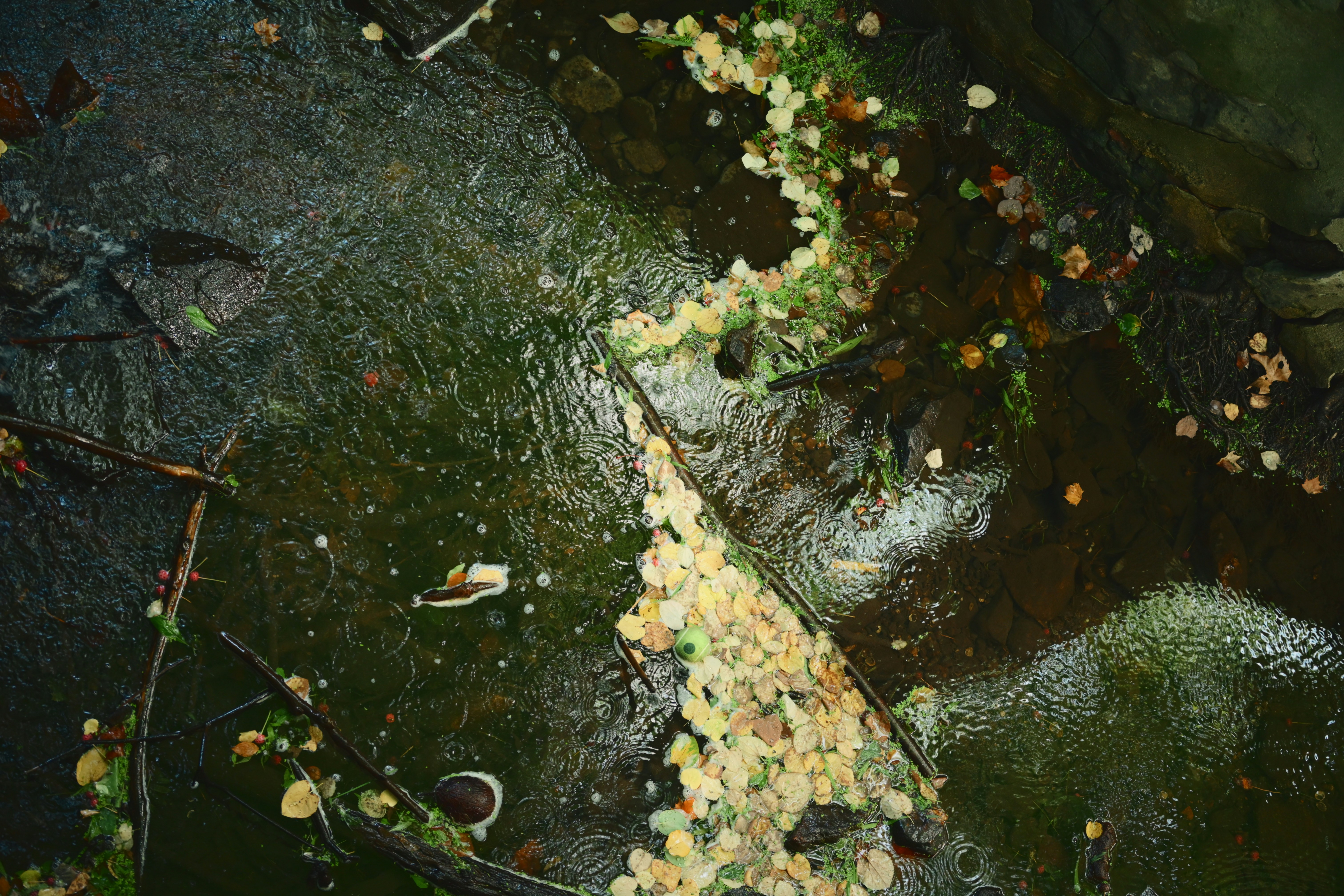Mossy Stream Bed with Floating Debris and Algae