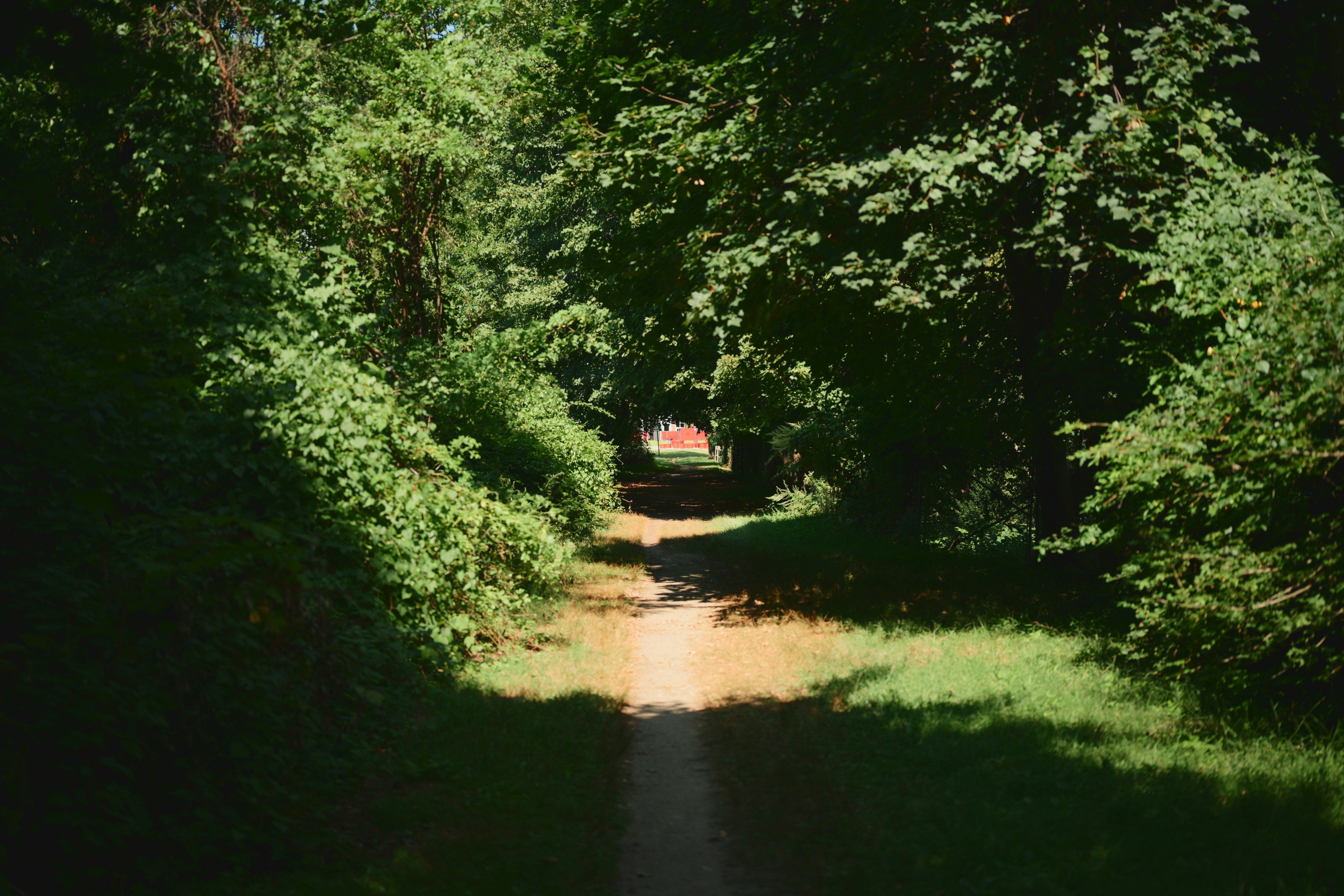 A narrow dirt path winding through lush green forest.