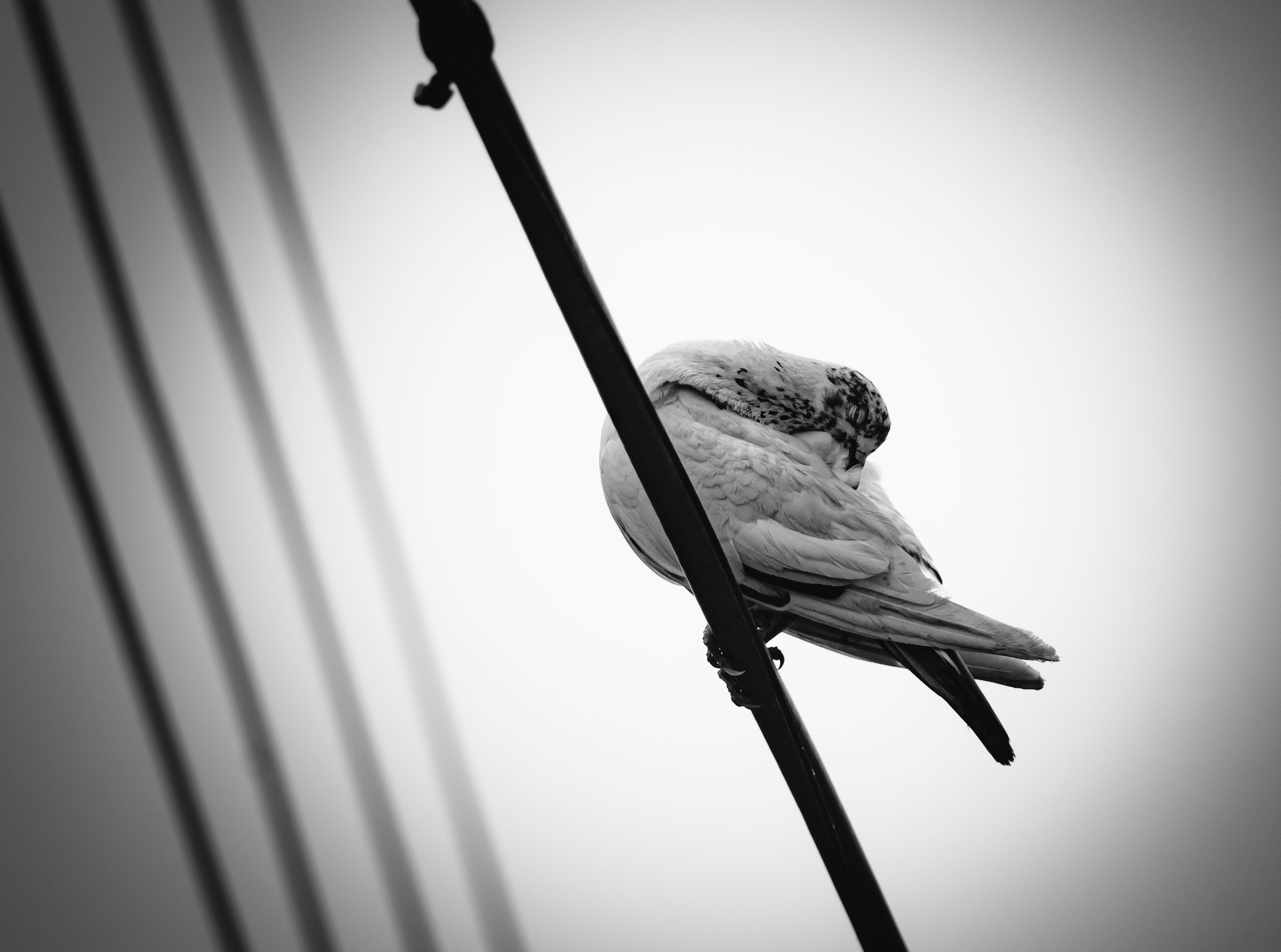 Perched Silence: A Single Bird on a Tidy Wire