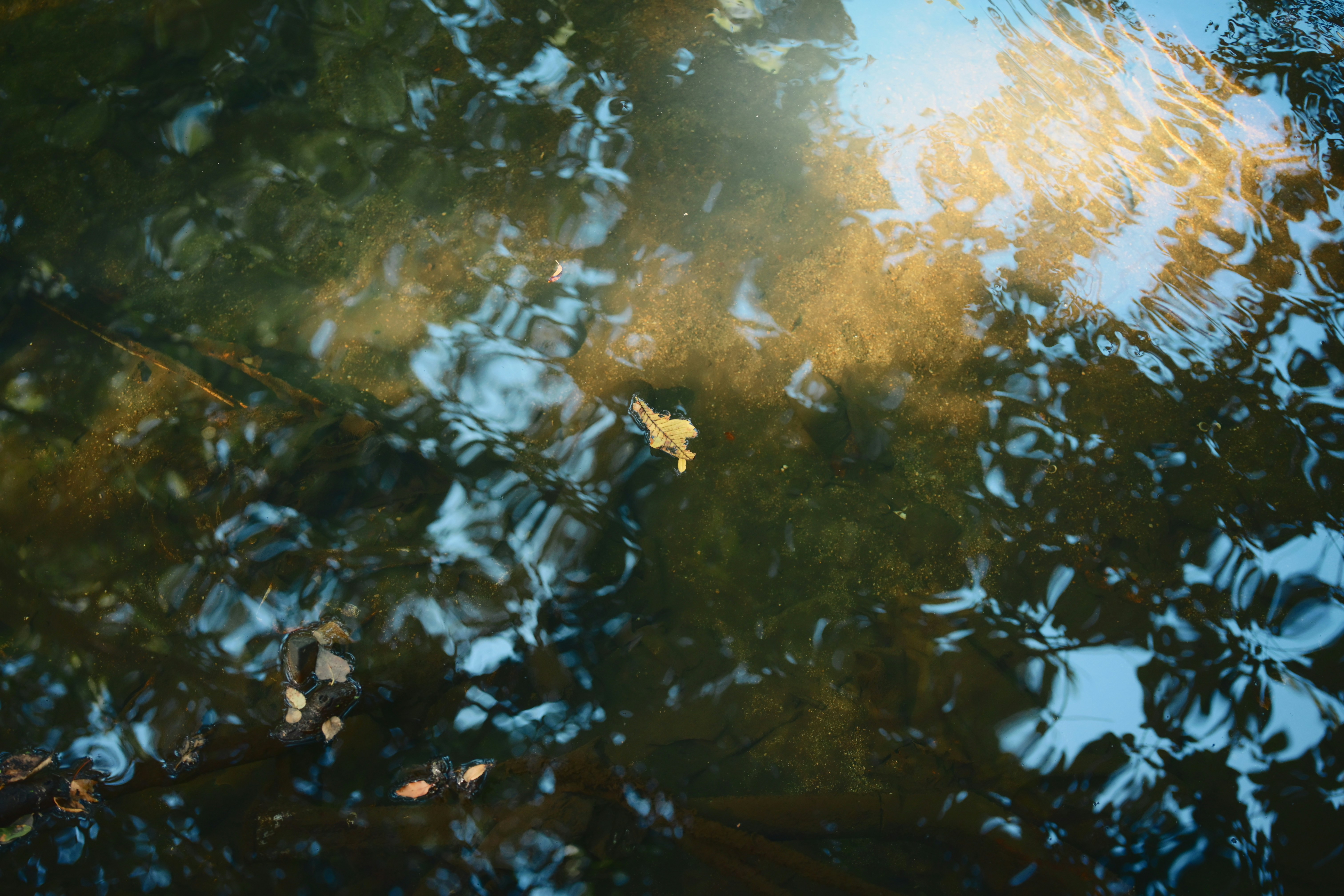 Autumn Ripples: Leaf Silhouettes in a Quiet Pond