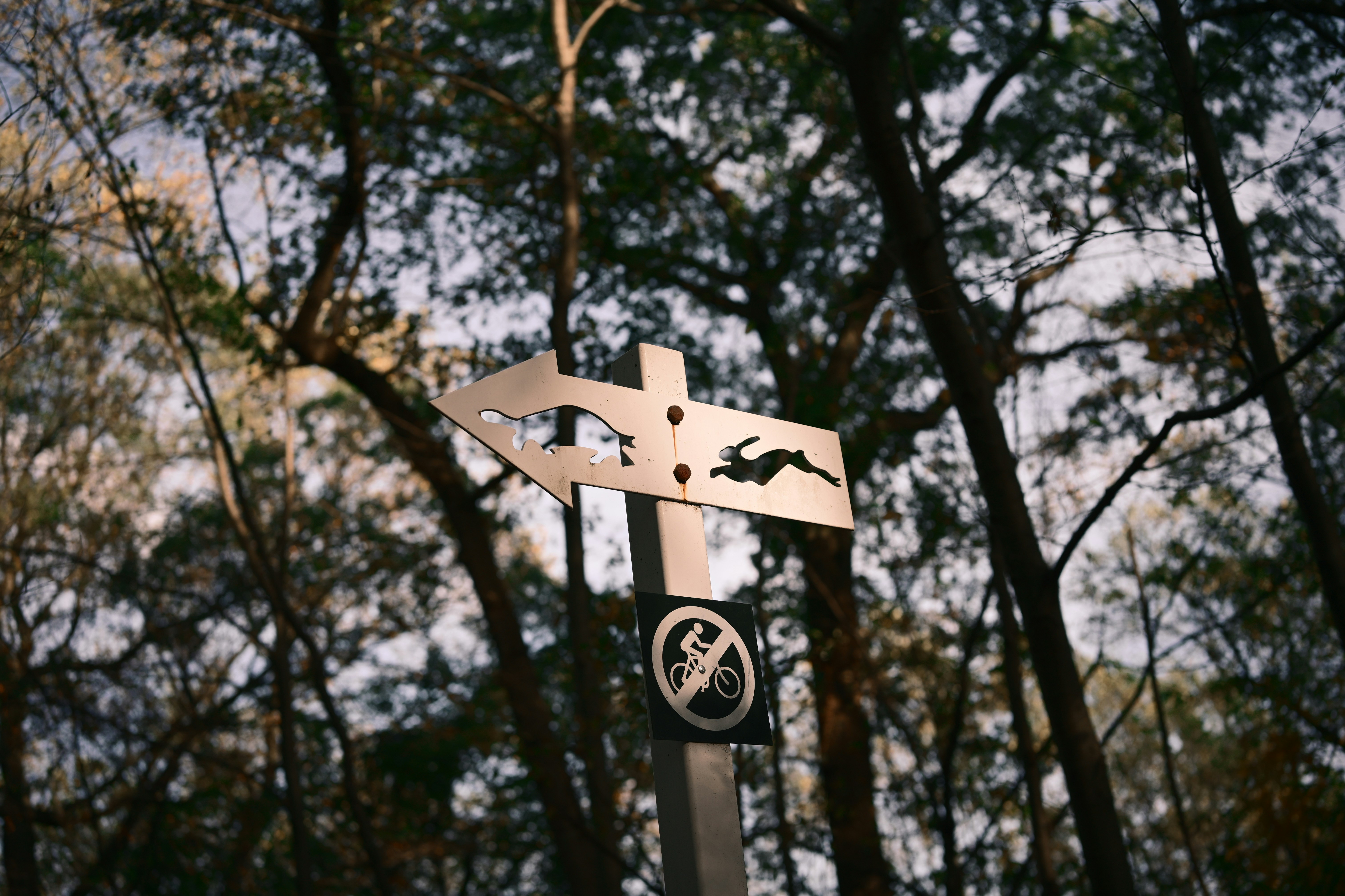 Metal Sign Silhouette Against a Canopy of Dusk