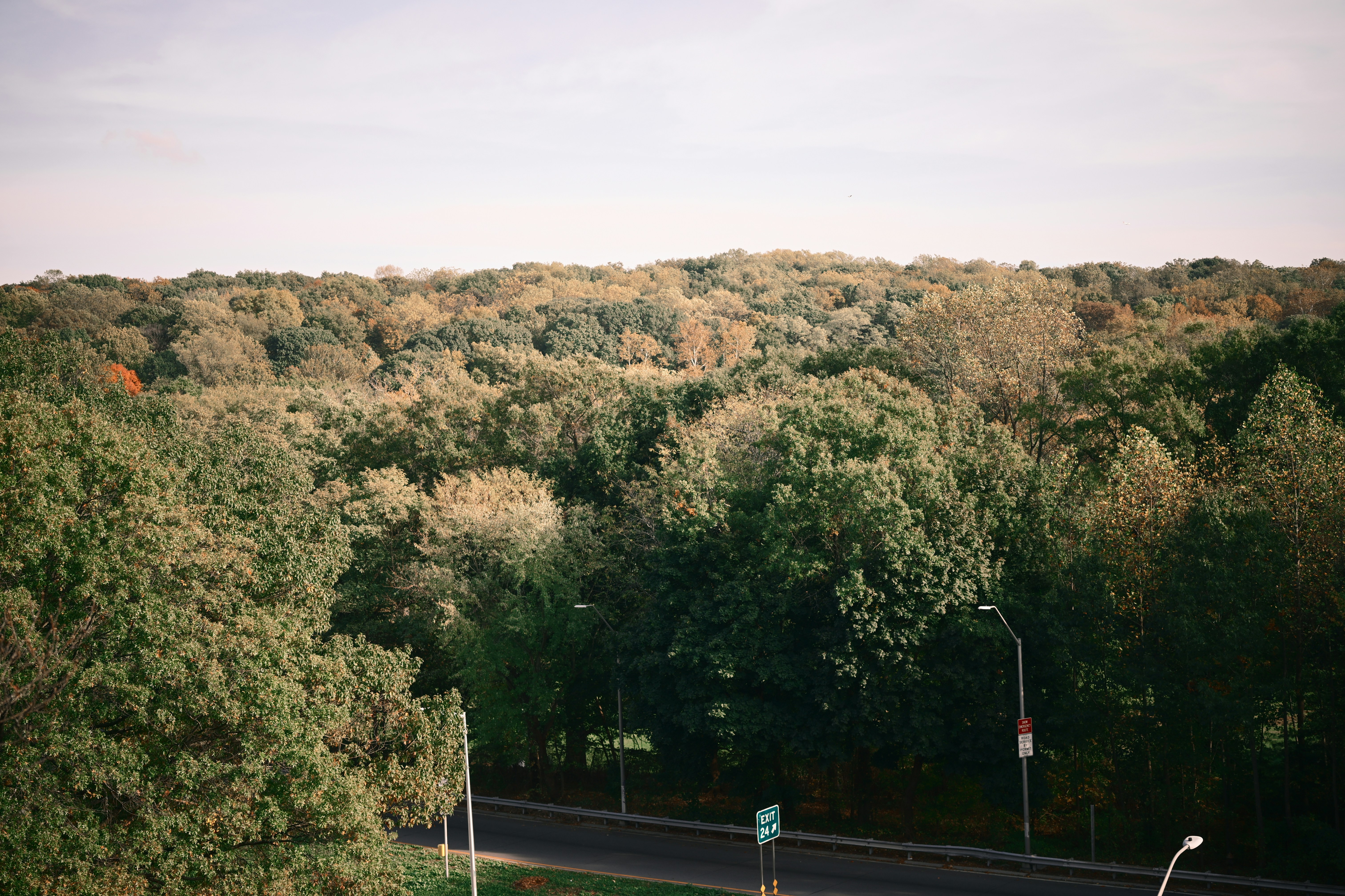 Autumn Canopy Overpass